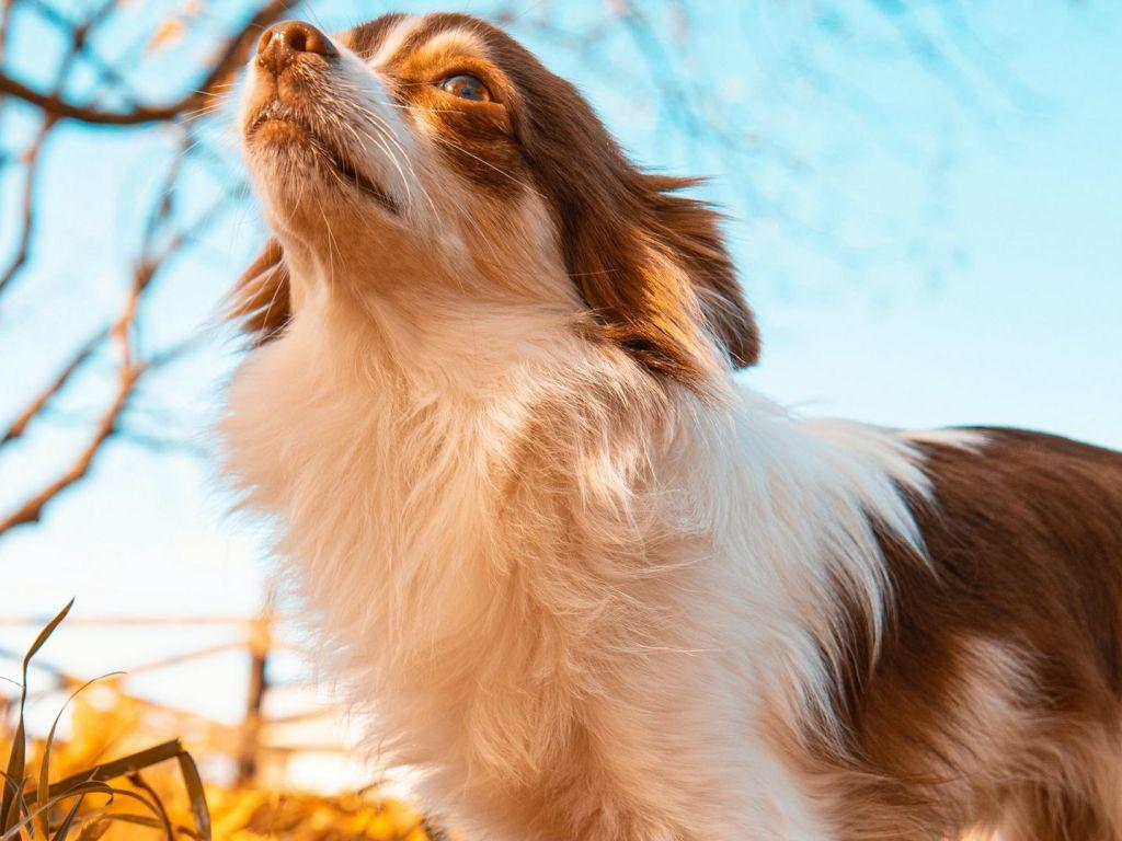 Dog Dual Screen Wallpapers - Top Free Dog Dual Screen Backgrounds ...