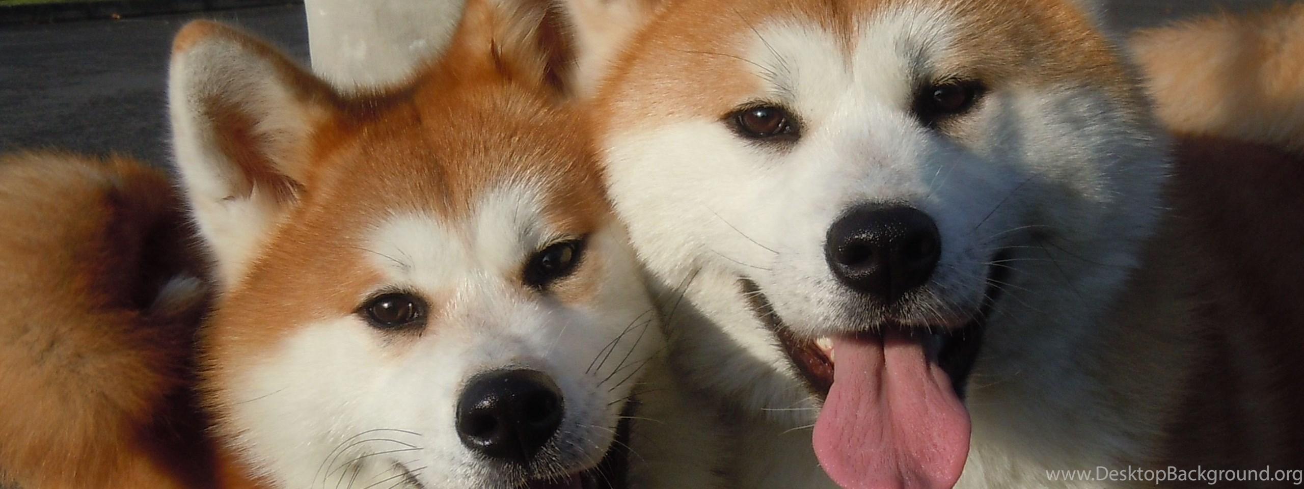 Dog Dual Screen Wallpapers - Top Free Dog Dual Screen Backgrounds ...