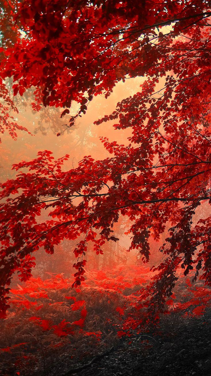 Samurai Autumn Wallpapers - Top Free Samurai Autumn Backgrounds ...