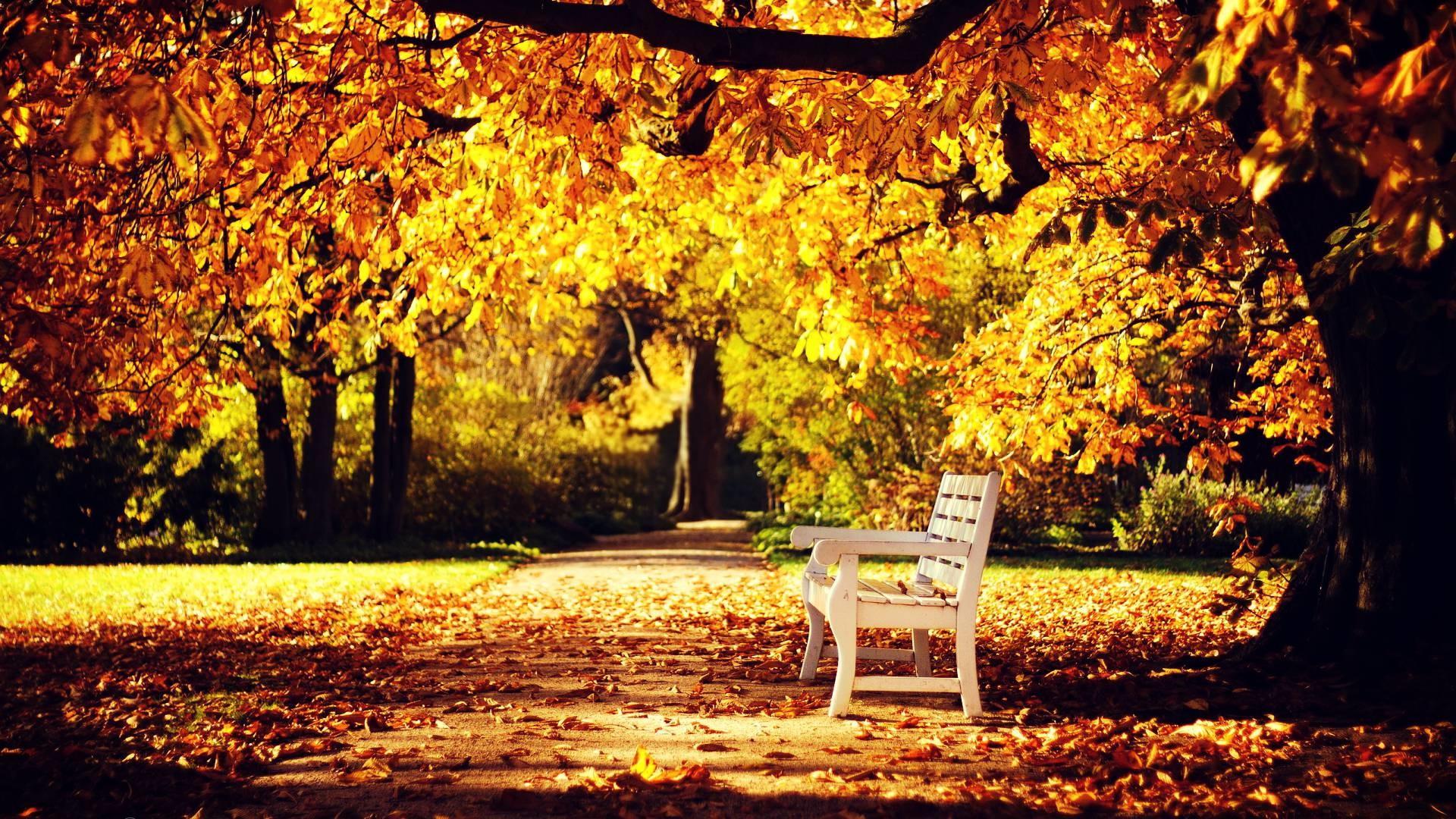 Samurai Autumn Wallpapers - Top Free Samurai Autumn Backgrounds ...