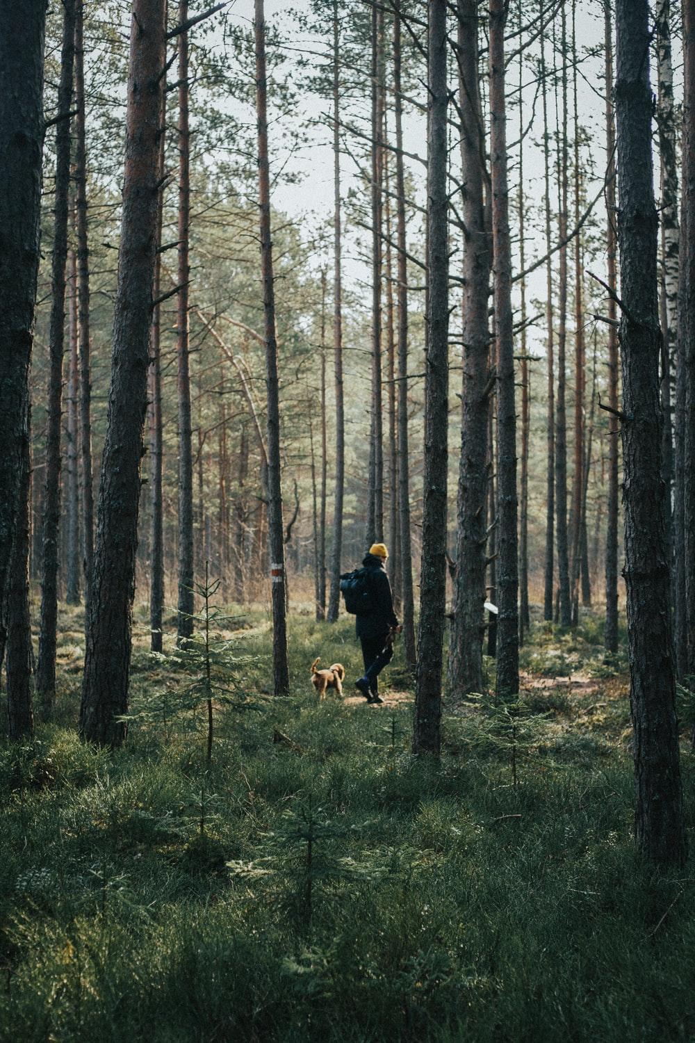Forest Hiking Wallpapers - Top Free Forest Hiking Backgrounds ...
