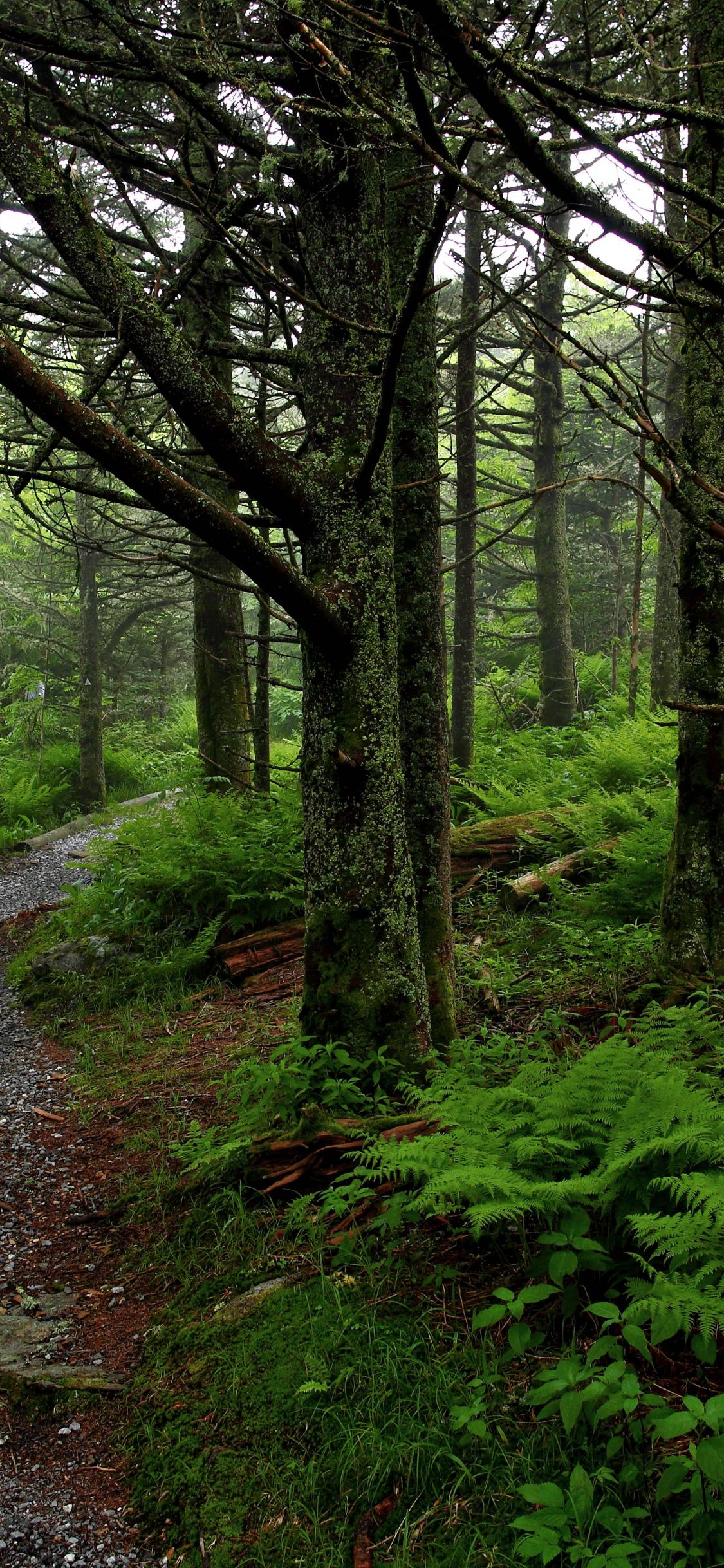 Forest Hiking Wallpapers - Top Free Forest Hiking Backgrounds ...