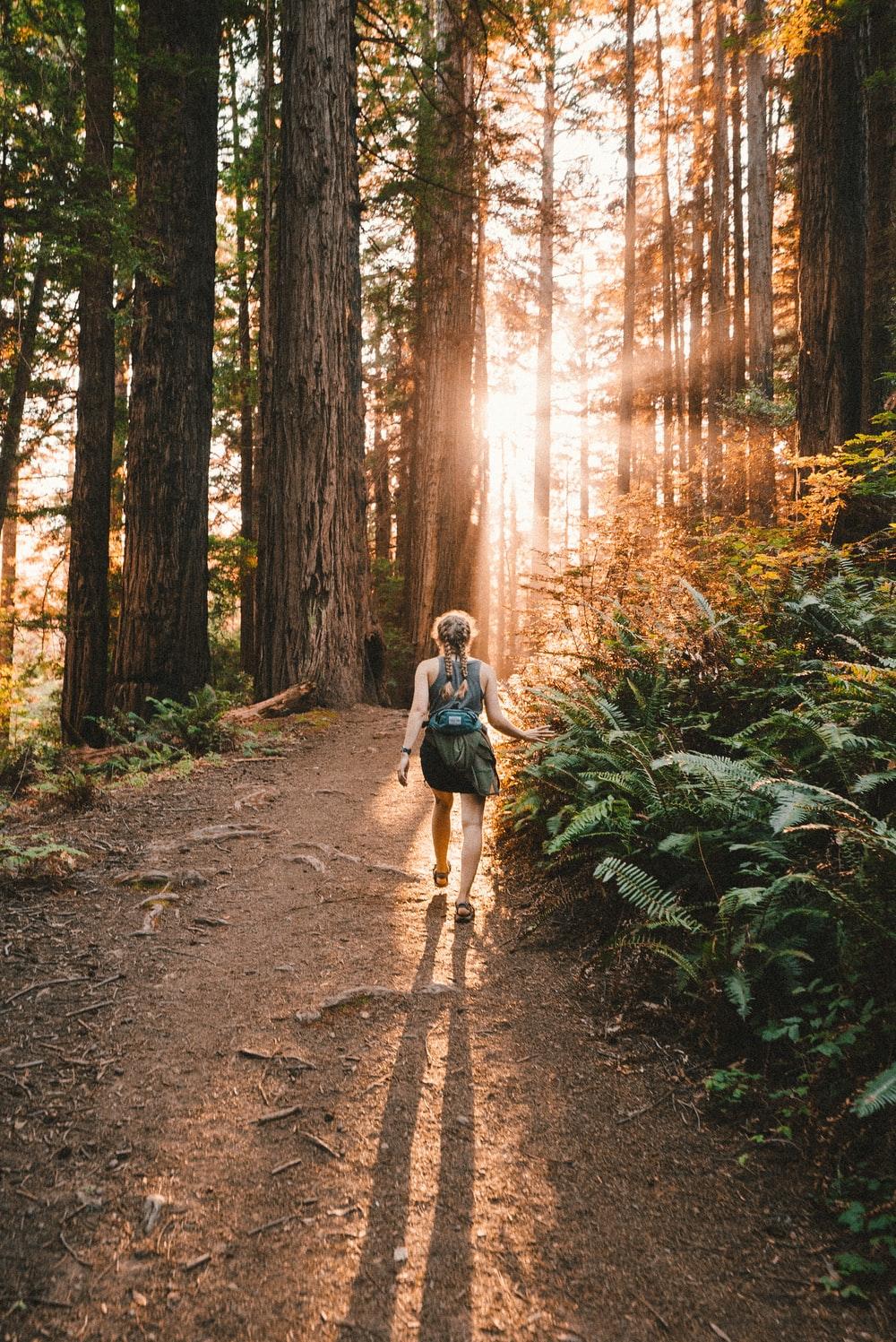 Forest Hiking Wallpapers - Top Free Forest Hiking Backgrounds ...