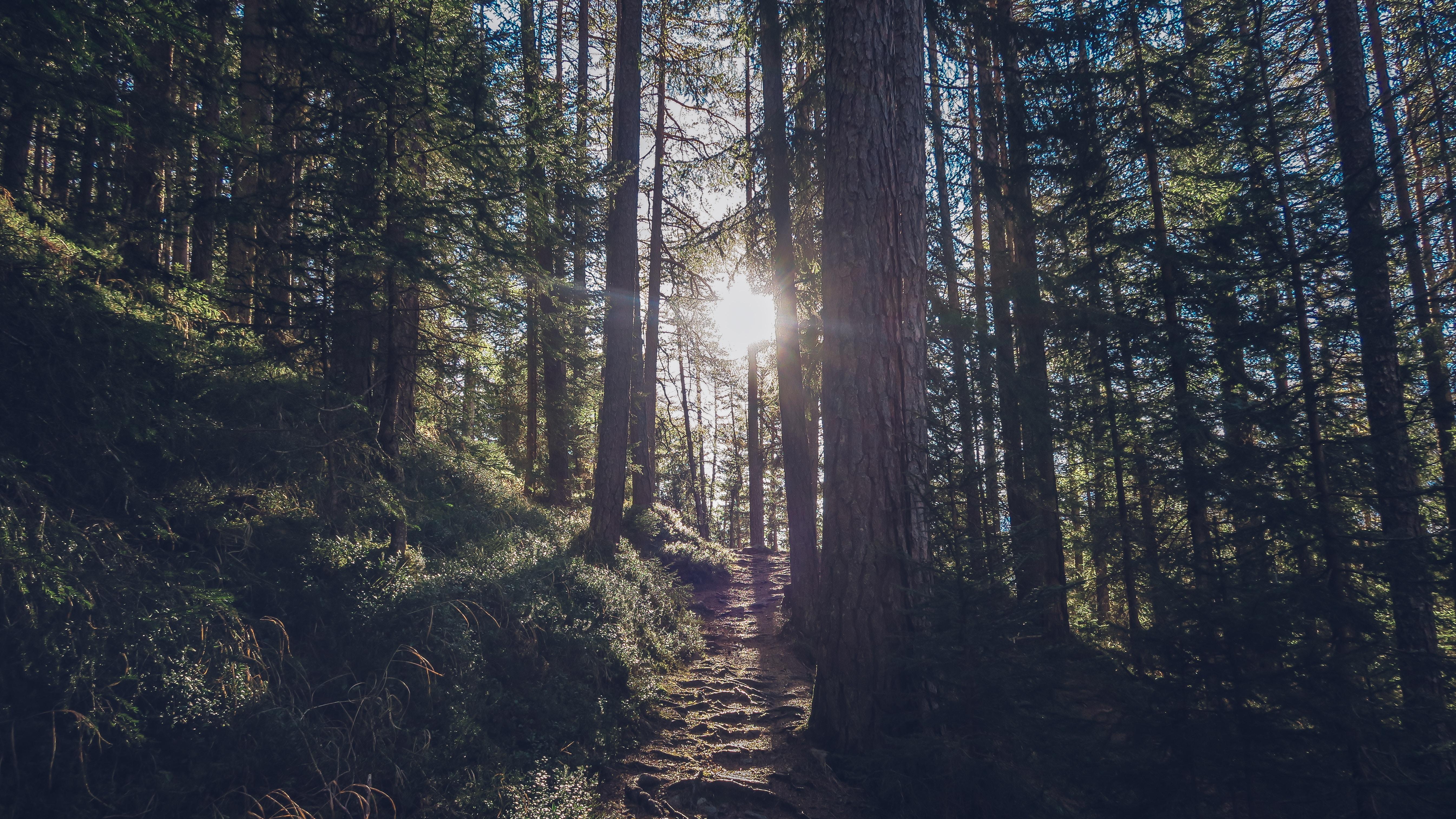 Forest Hiking Wallpapers - Top Free Forest Hiking Backgrounds ...