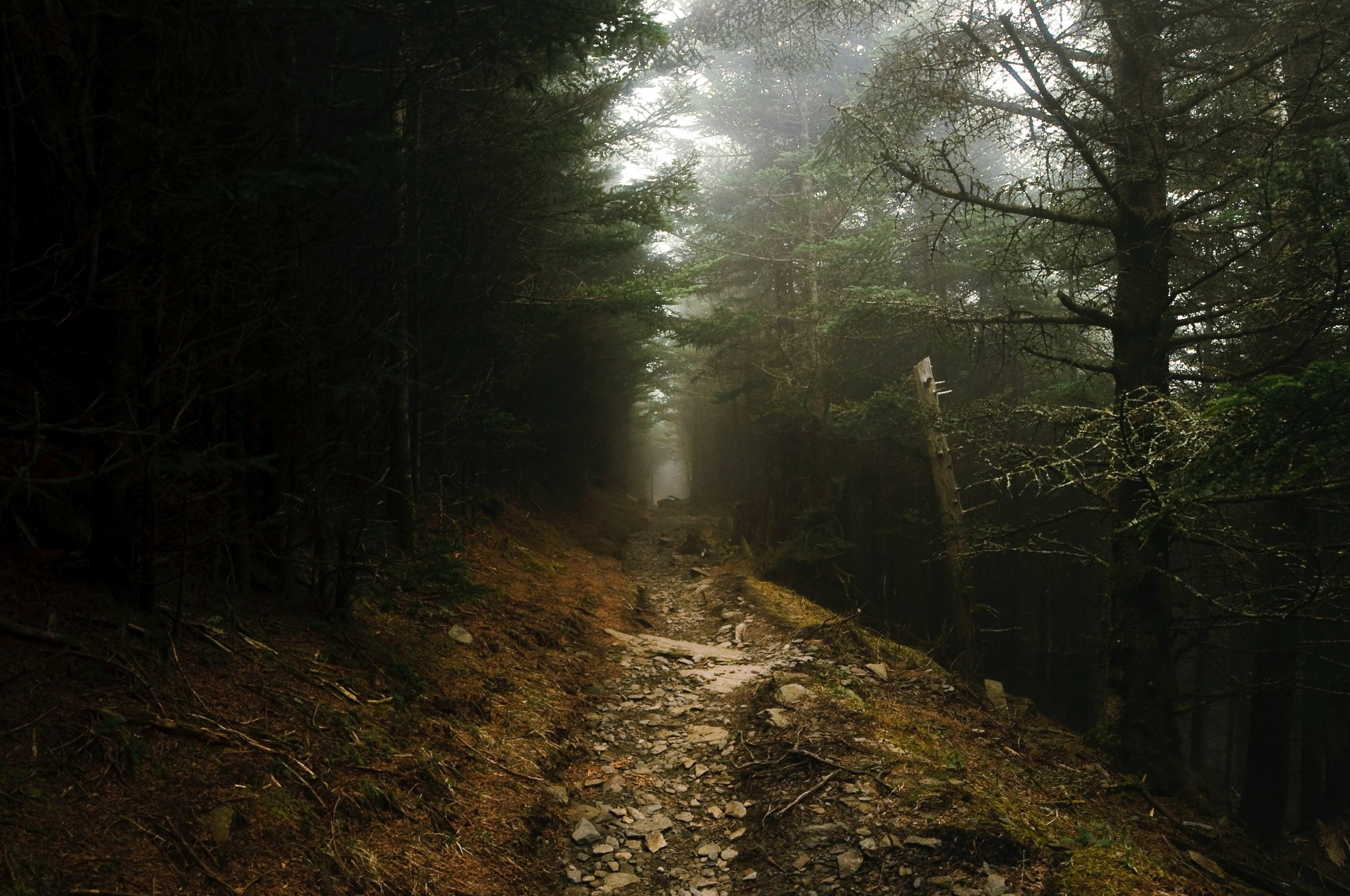 Forest Hiking Wallpapers - Top Free Forest Hiking Backgrounds ...