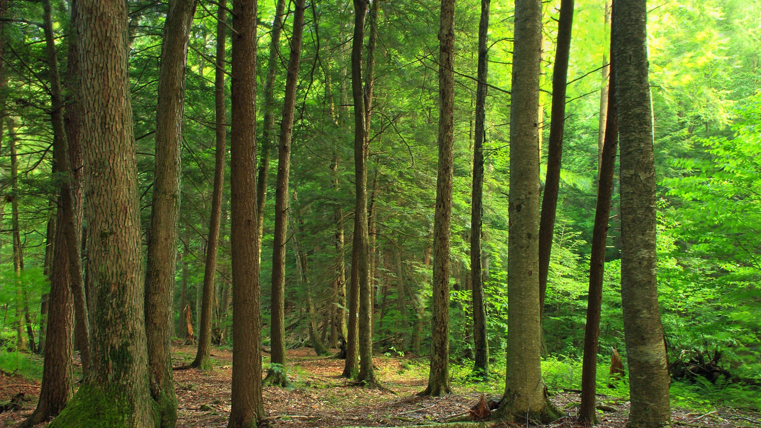 Forest Hiking Wallpapers - Top Free Forest Hiking Backgrounds ...