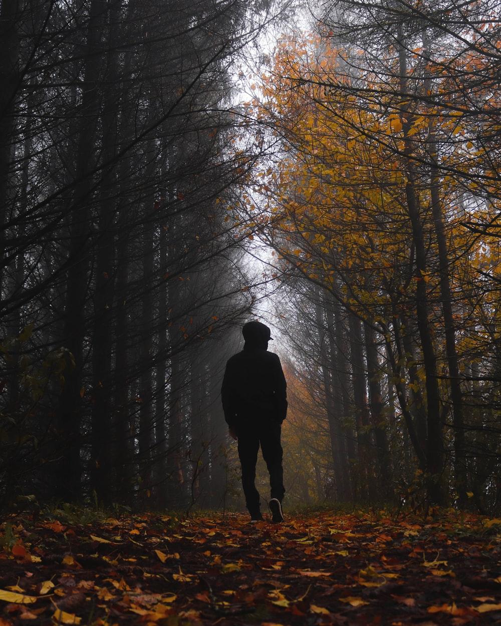 Forest Hiking Wallpapers - Top Free Forest Hiking Backgrounds ...