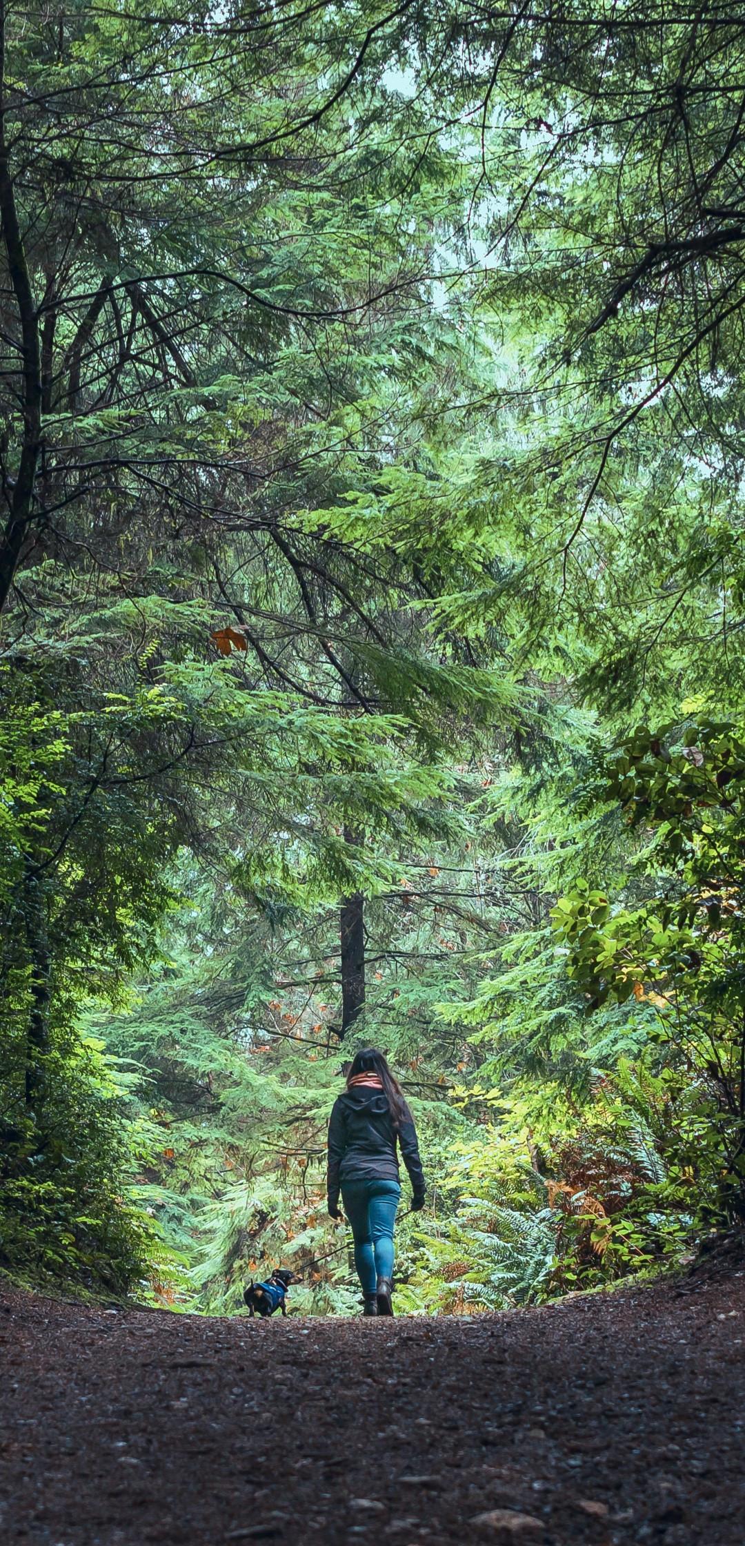 Forest Hiking Wallpapers - Top Free Forest Hiking Backgrounds ...