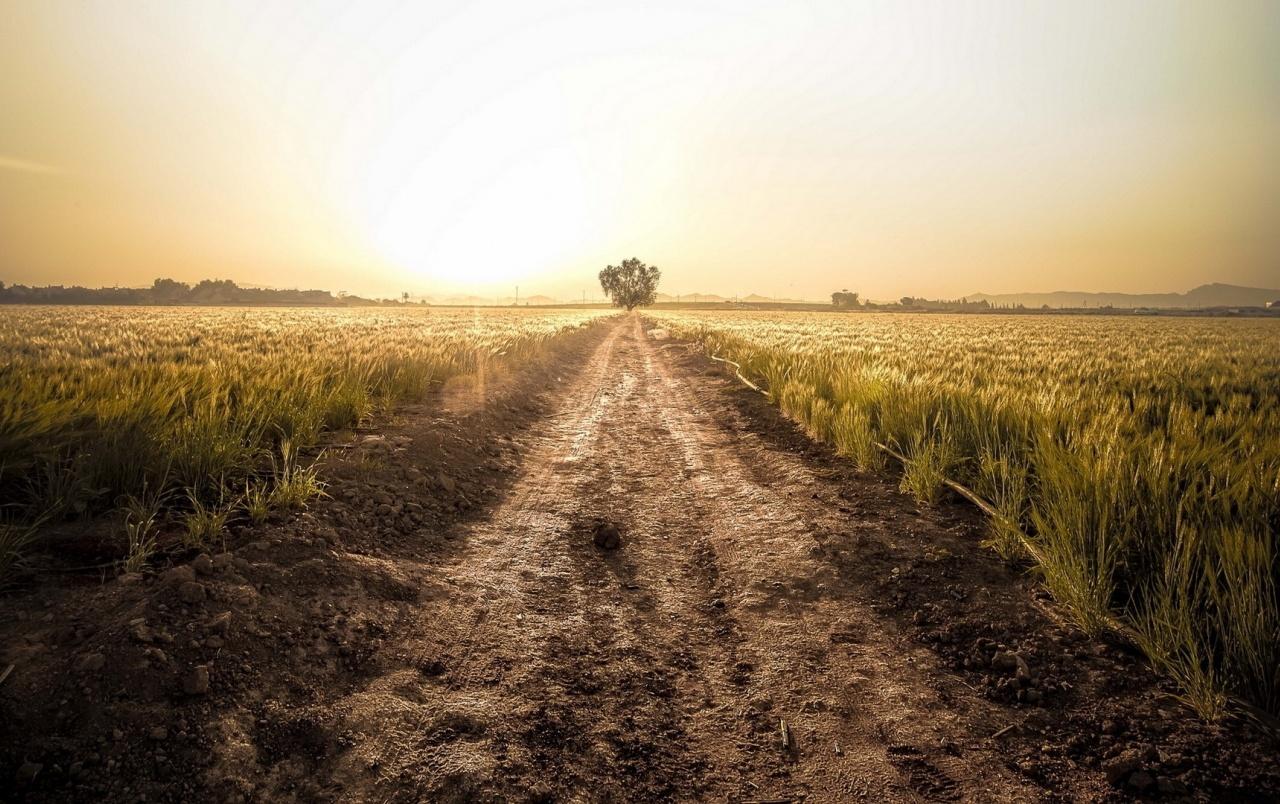 Country Field Photography