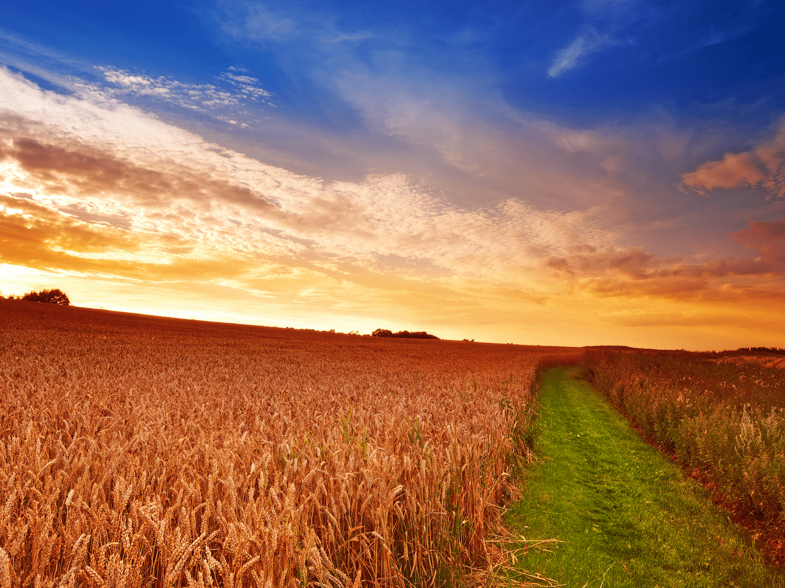 Country Field Wallpapers - Top Free Country Field Backgrounds ...