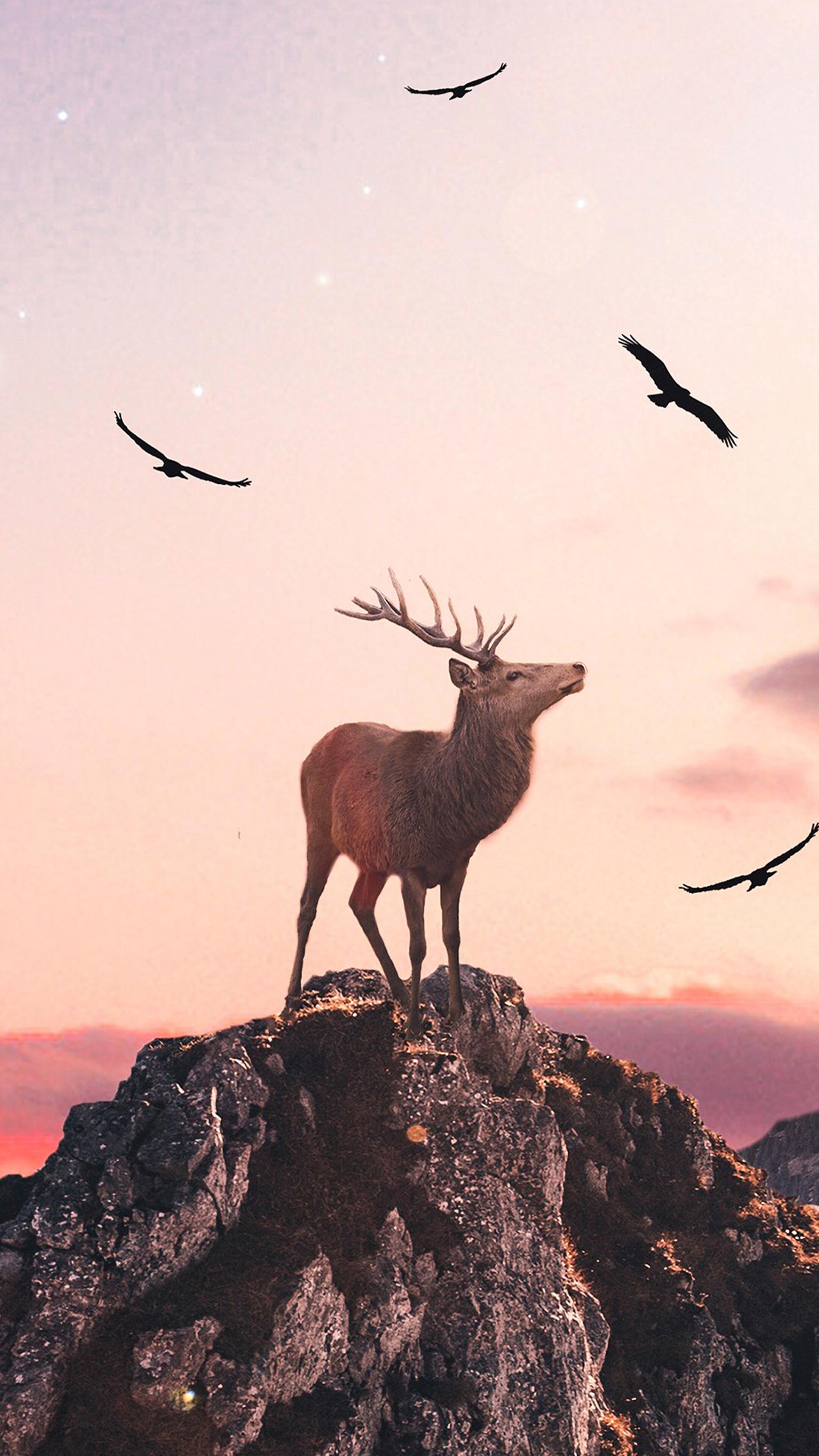 Deer Mountain Wallpapers - Top Free Deer Mountain Backgrounds ...