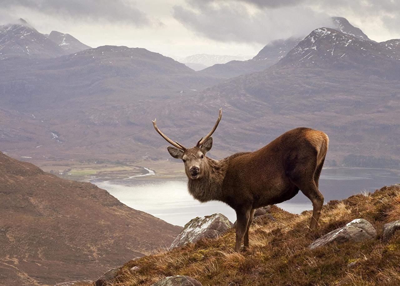 Deer Mountain Wallpapers - Top Free Deer Mountain Backgrounds ...
