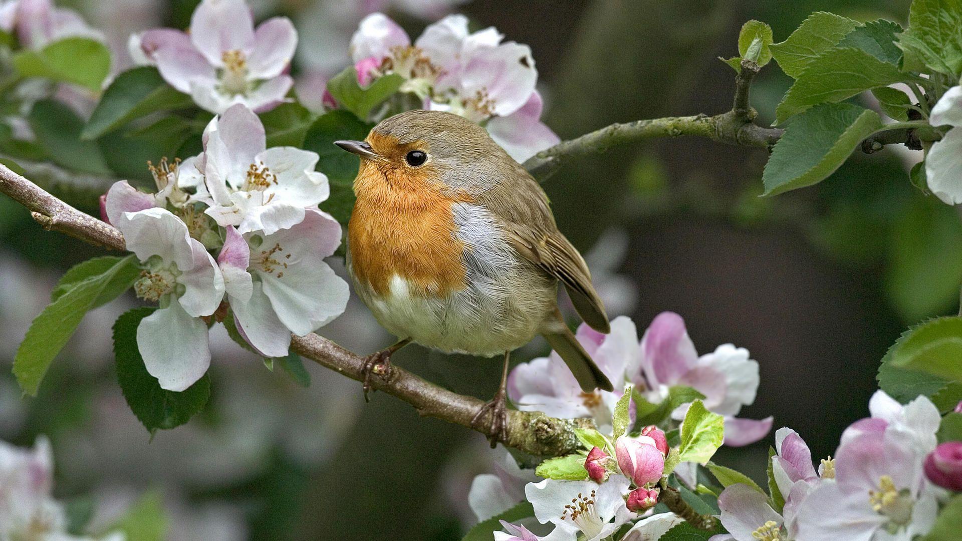 Cute Bird Spring Desktop Wallpapers - Top Free Cute Bird Spring Desktop ...