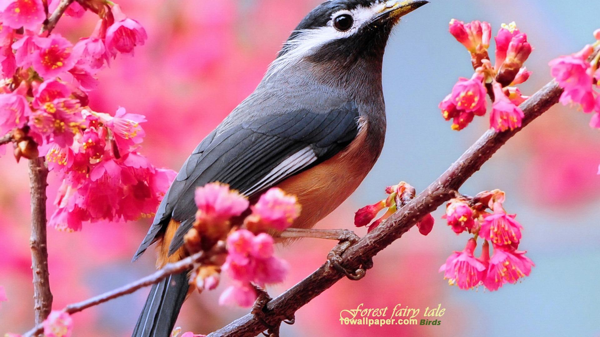 Cute Bird Spring Desktop Wallpapers - Top Free Cute Bird Spring Desktop ...