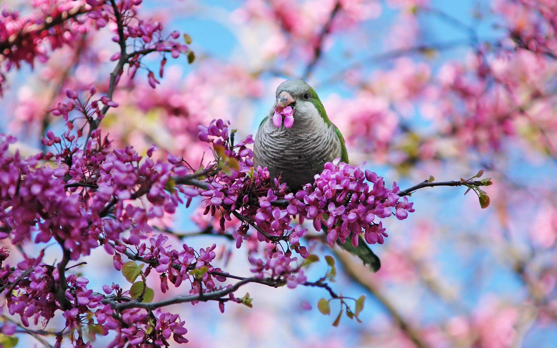 Cute Bird Spring Desktop Wallpapers - Top Free Cute Bird Spring Desktop ...