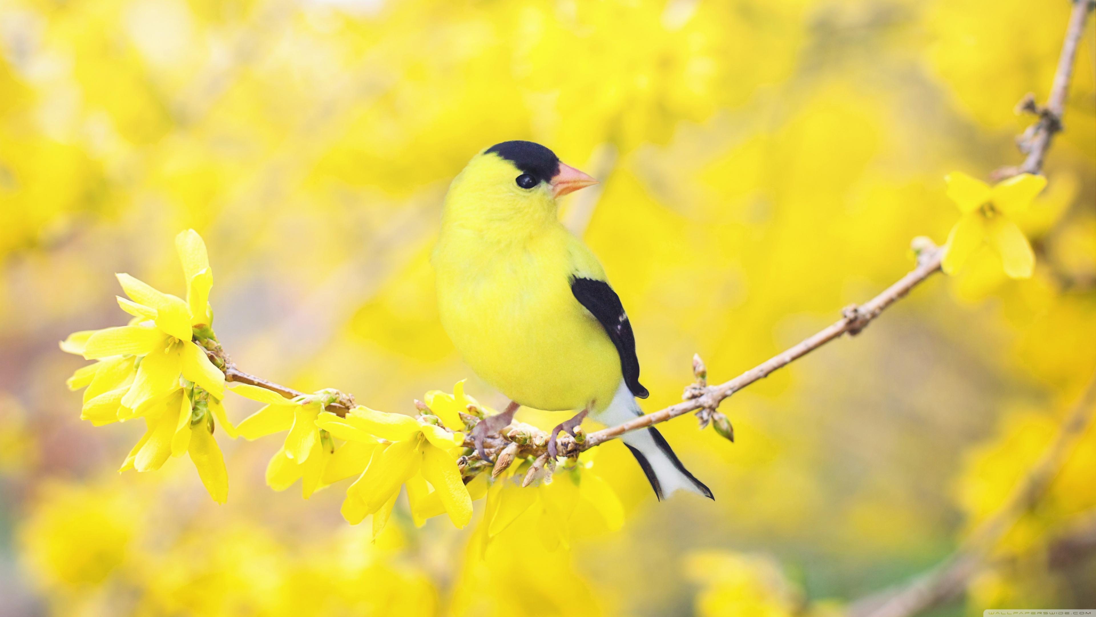 Cute Bird Spring Desktop Wallpapers - Top Free Cute Bird Spring Desktop ...