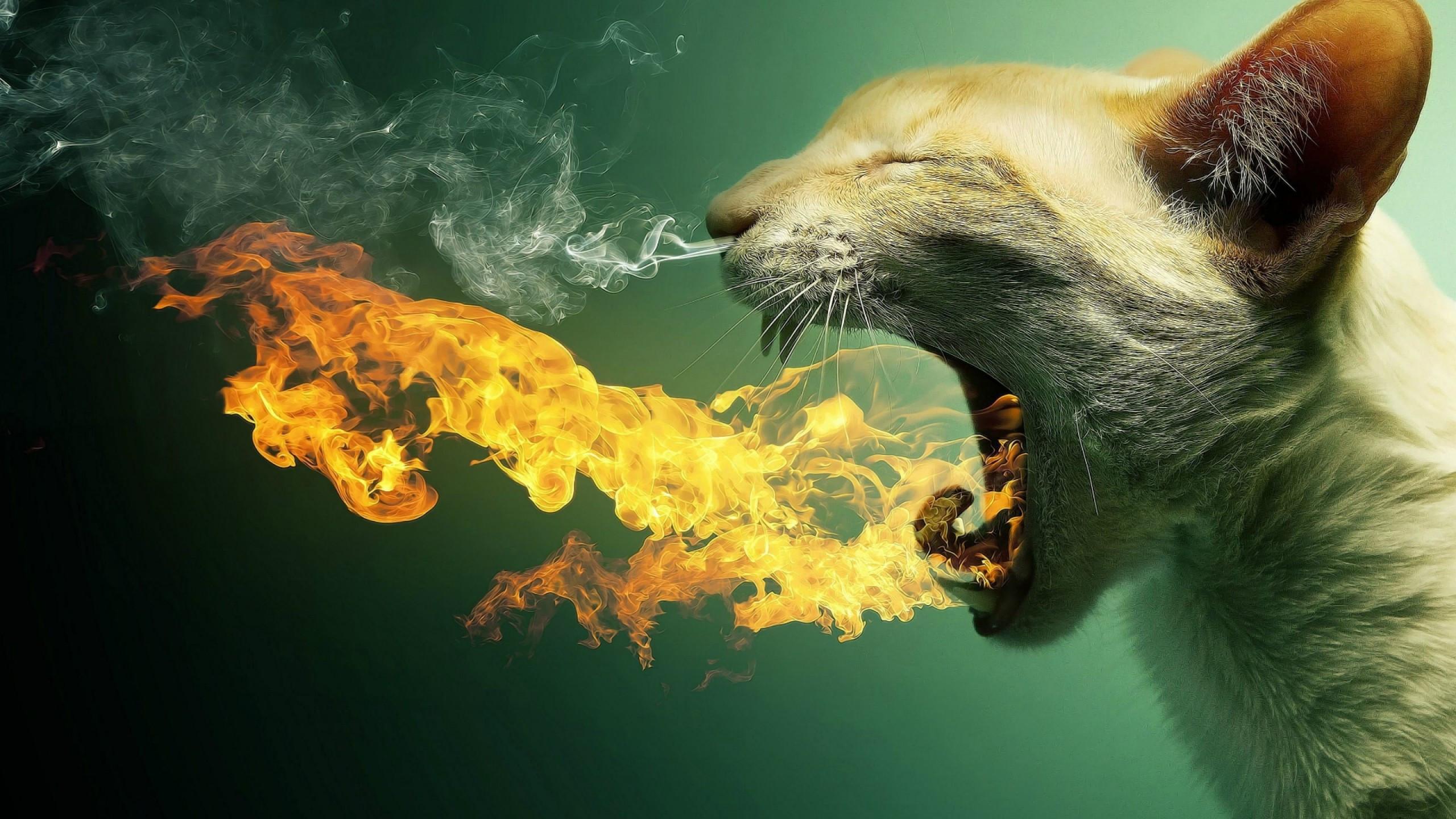 2560X1440 Cat Wallpapers - Top Free 2560X1440 Cat Backgrounds ...