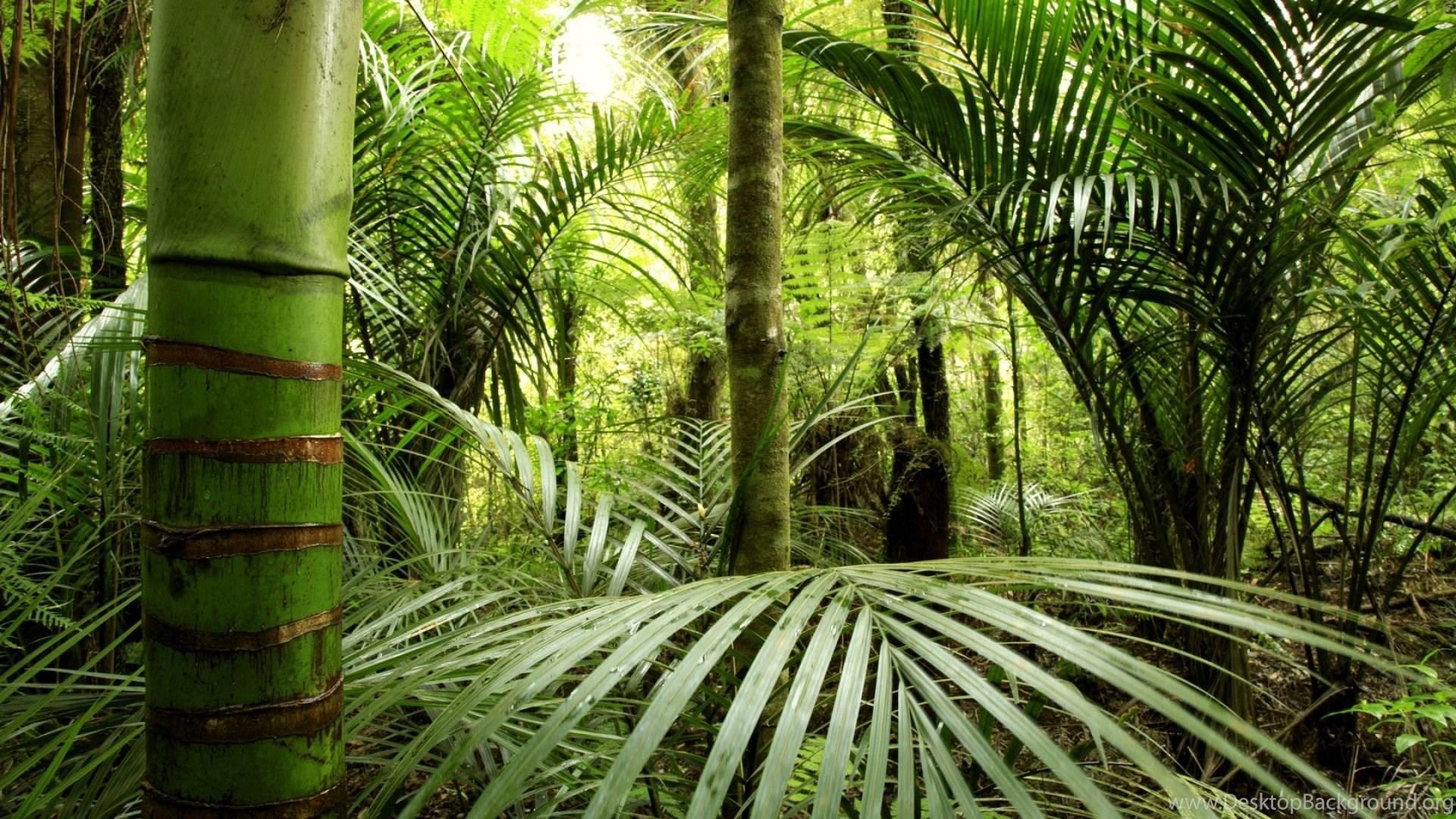 1920X1080 Jungle Wallpapers - Top Free 1920X1080 Jungle Backgrounds ...