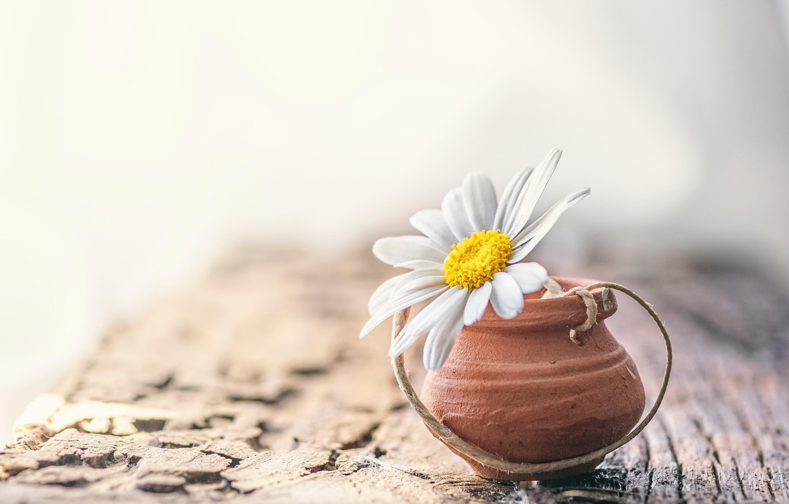 Chamomile Flower Wallpapers - Top Free Chamomile Flower Backgrounds ...