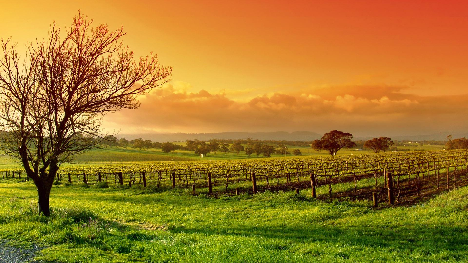 Vineyard Landscape Wallpapers - Top Free Vineyard Landscape Backgrounds ...