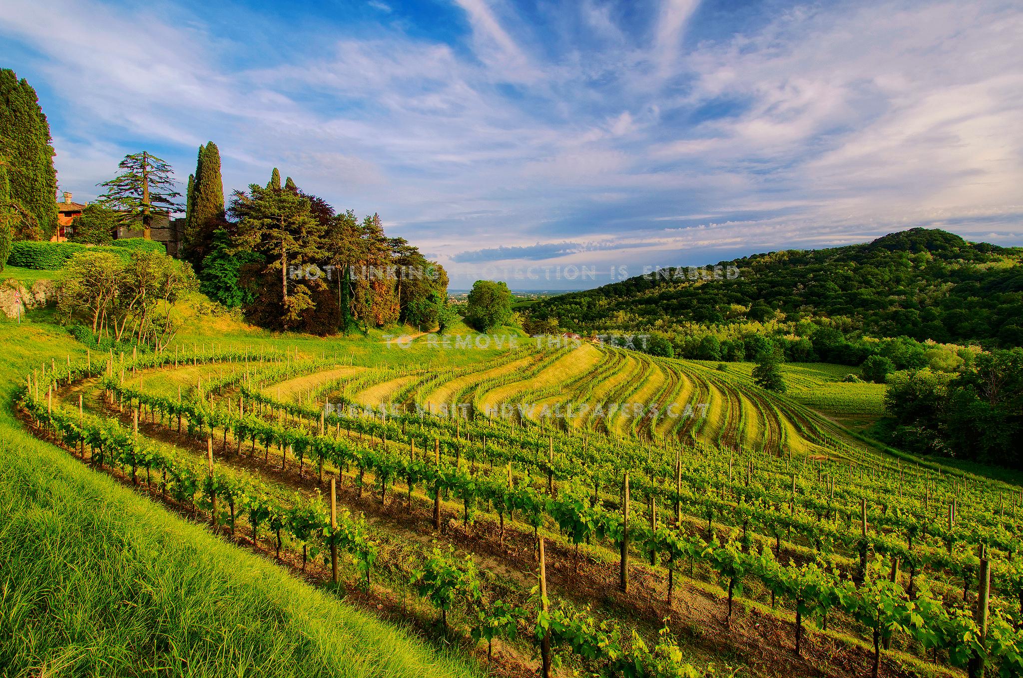 Vineyard Landscape Wallpapers - Top Free Vineyard Landscape Backgrounds - WallpaperAccess