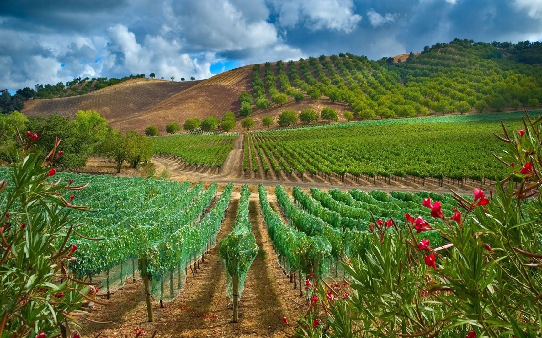 Vineyard Landscape Wallpapers - Top Free Vineyard Landscape Backgrounds ...