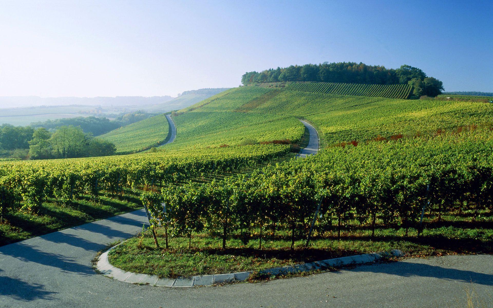 Vineyard Landscape Wallpapers - Top Free Vineyard Landscape Backgrounds ...