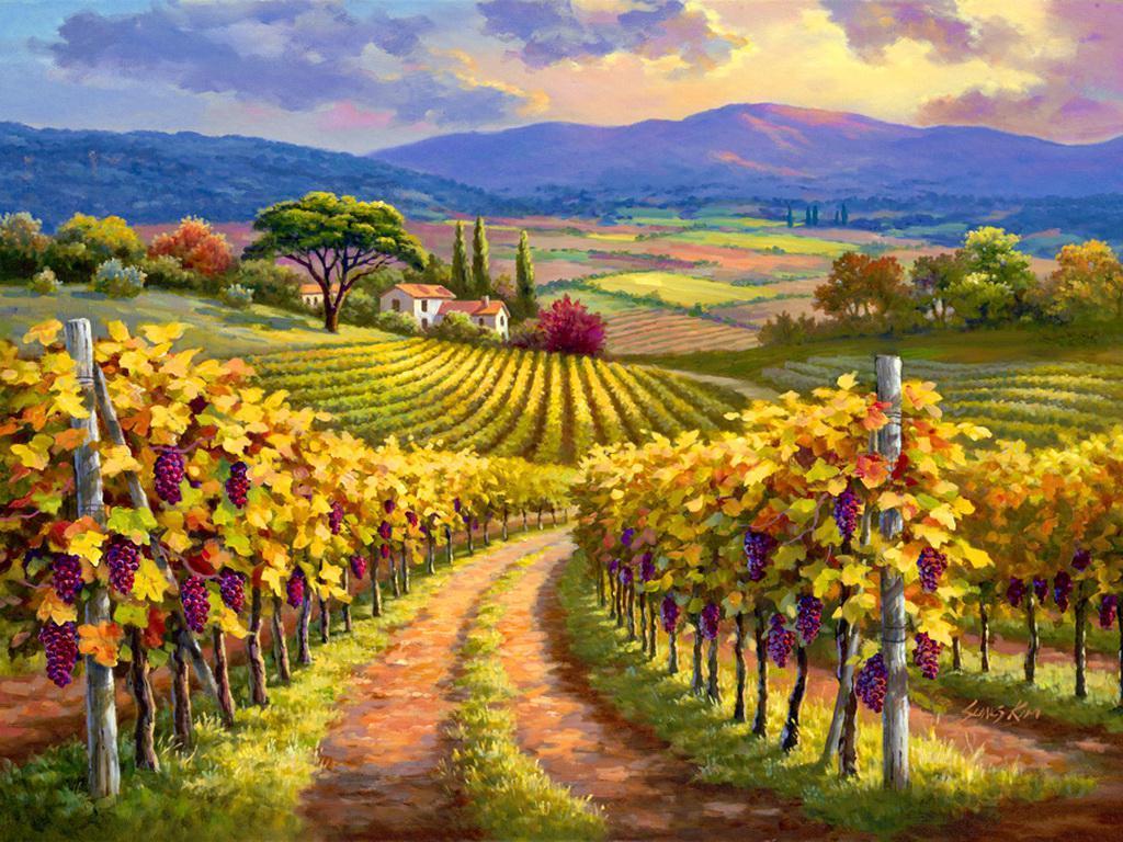 Vineyard Landscape Wallpapers - Top Free Vineyard Landscape Backgrounds ...