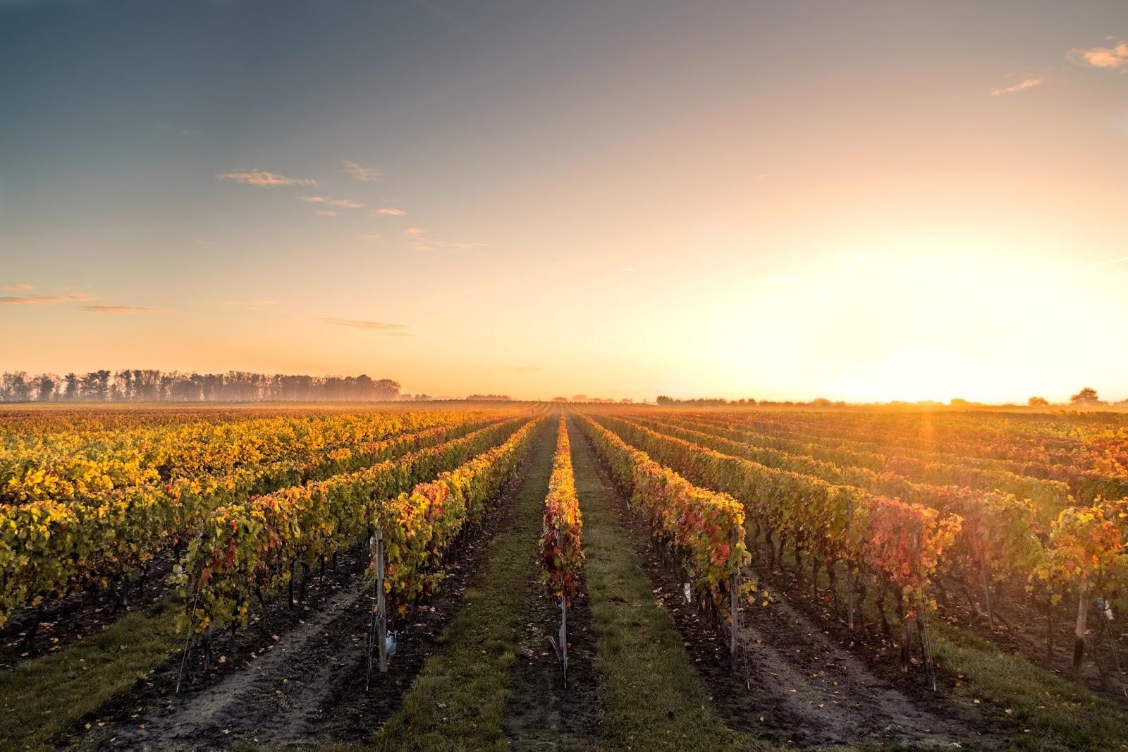 Vineyard Landscape Wallpapers - Top Free Vineyard Landscape Backgrounds ...
