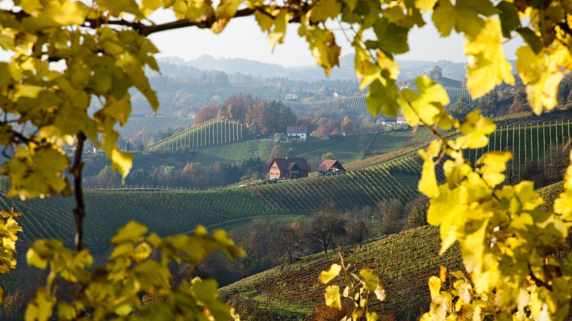Vineyard Landscape Wallpapers - Top Free Vineyard Landscape Backgrounds ...