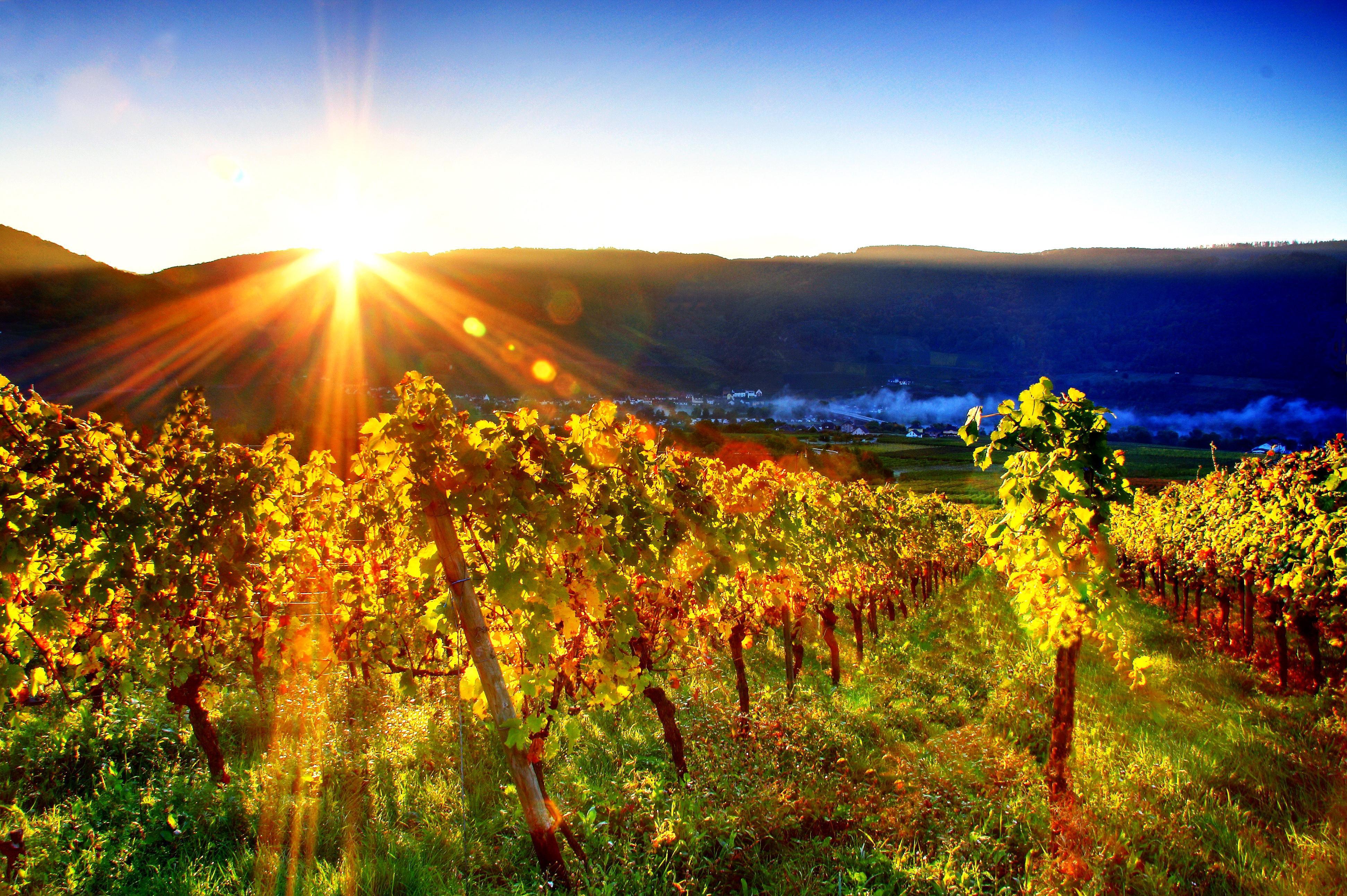 Vineyard Landscape Wallpapers - Top Free Vineyard Landscape Backgrounds ...