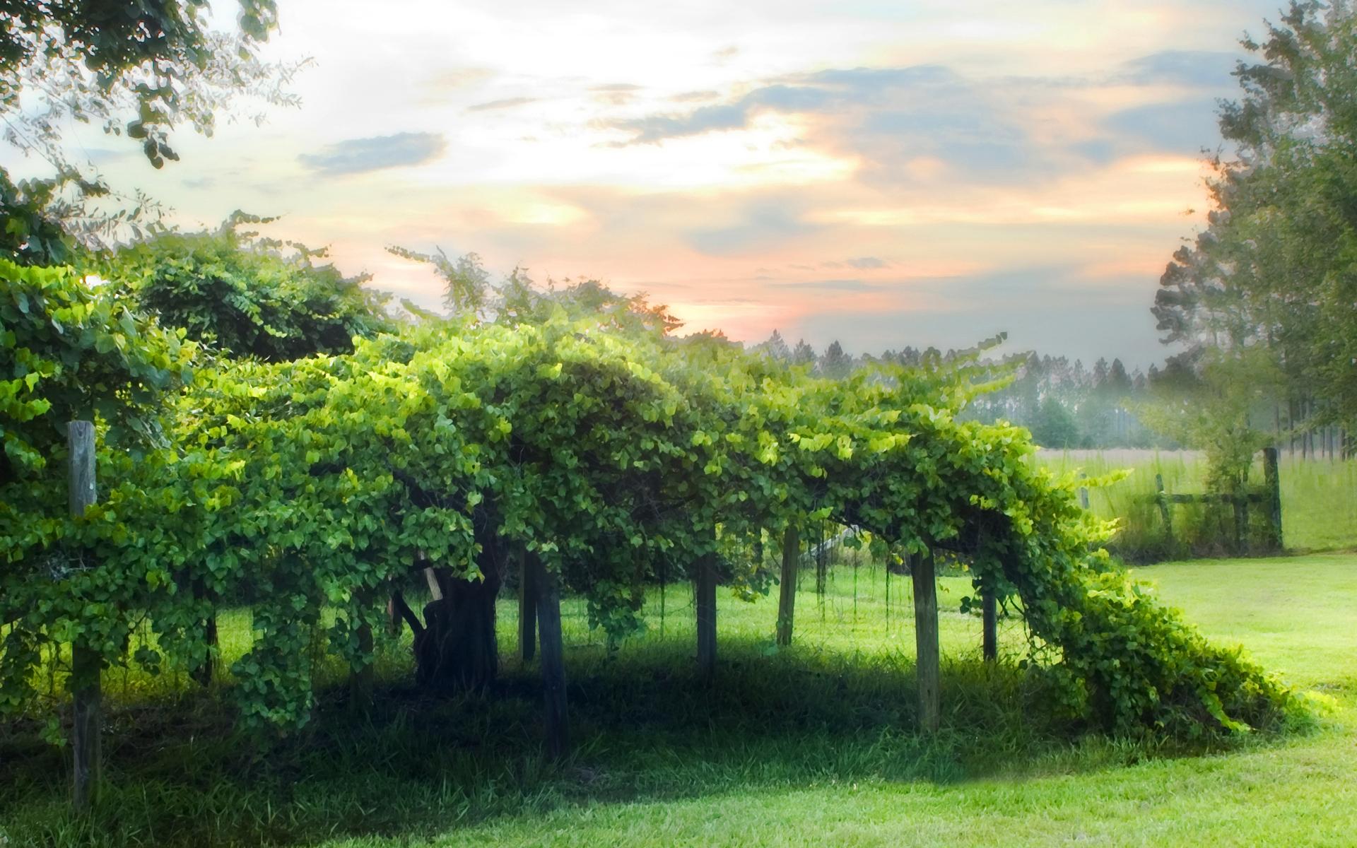Vineyard Landscape Wallpapers - Top Free Vineyard Landscape Backgrounds ...