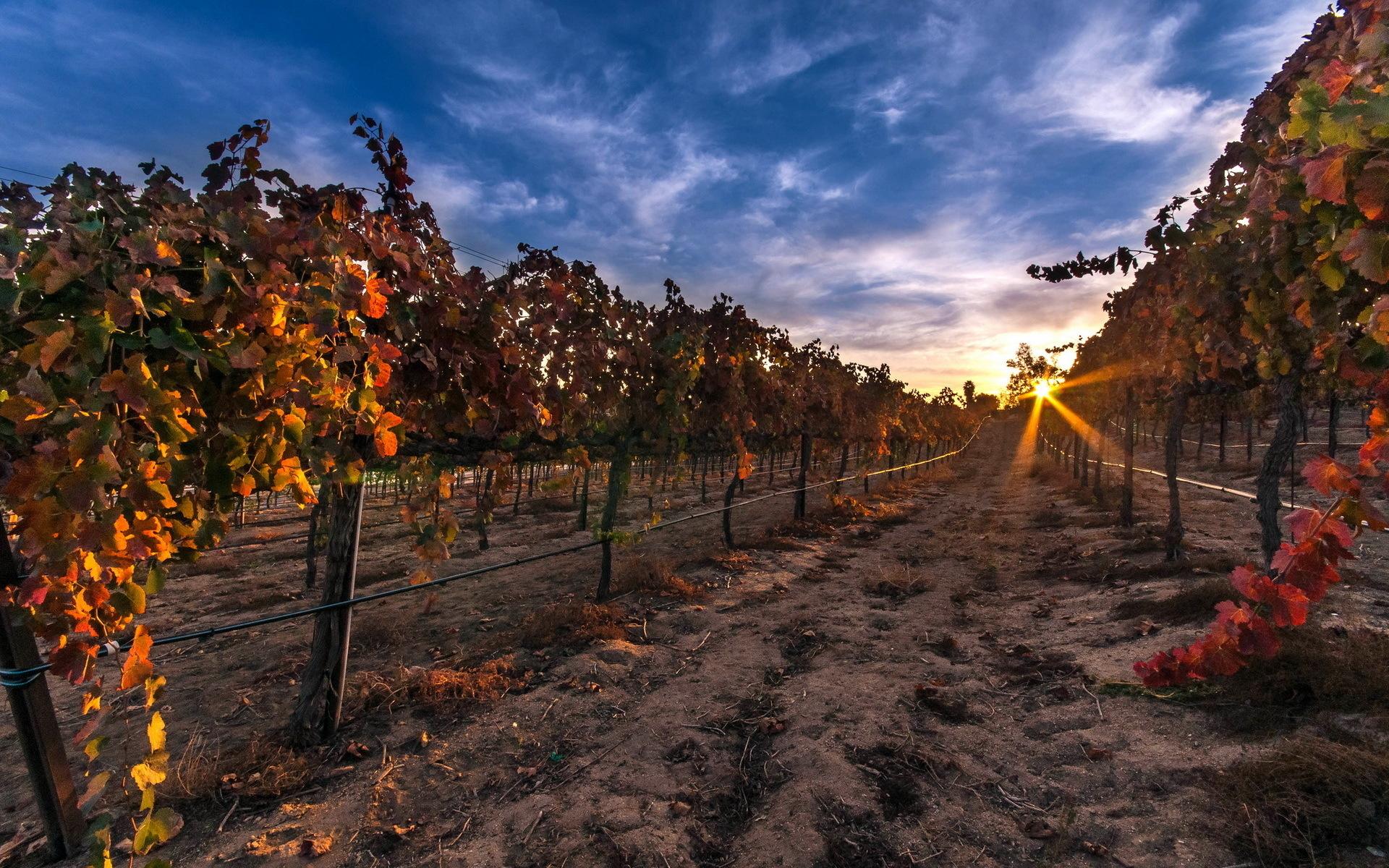 Vineyard Landscape Wallpapers - Top Free Vineyard Landscape Backgrounds ...