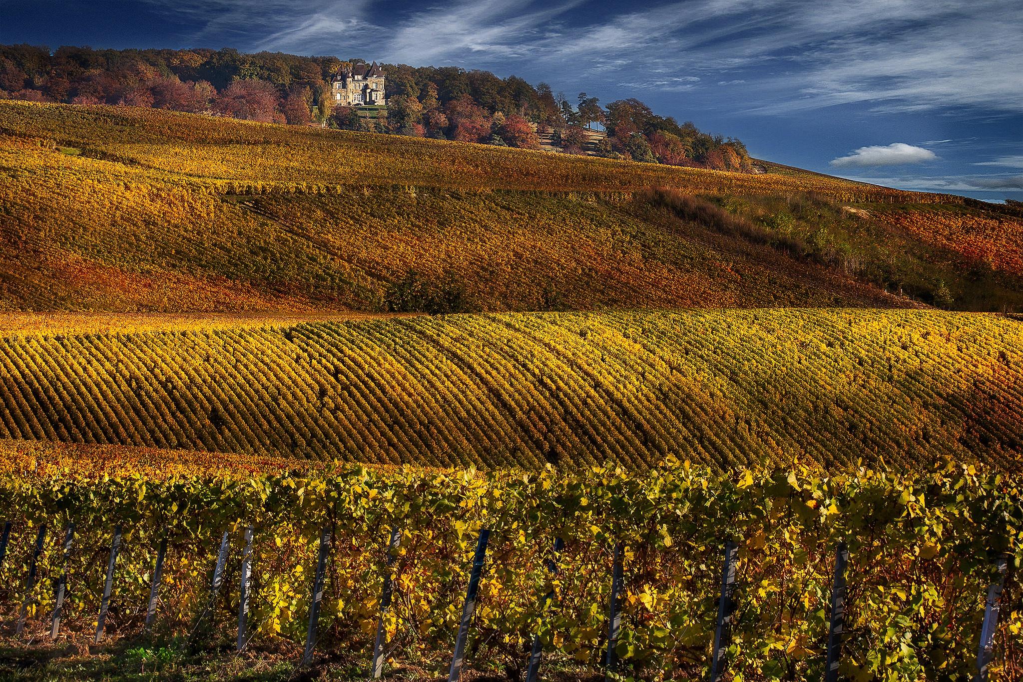 Vineyard Landscape Wallpapers - Top Free Vineyard Landscape Backgrounds - WallpaperAccess