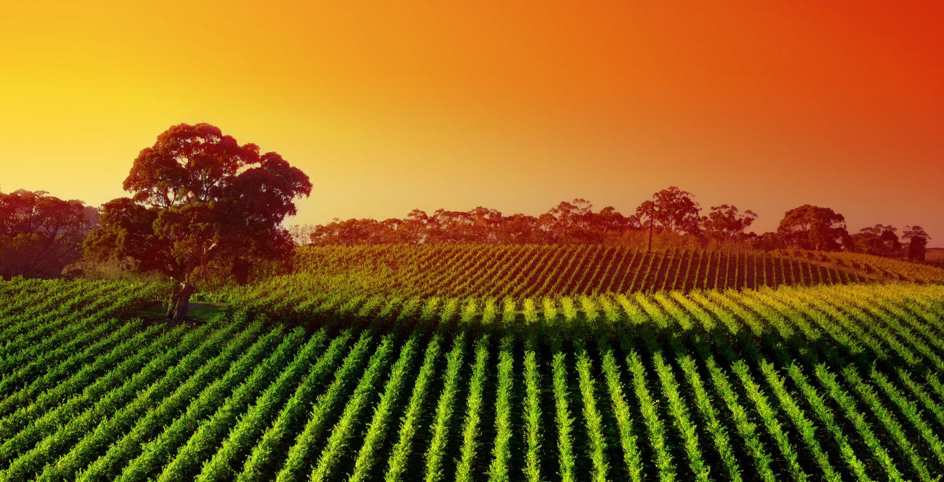 Vineyard Landscape Wallpapers - Top Free Vineyard Landscape Backgrounds ...