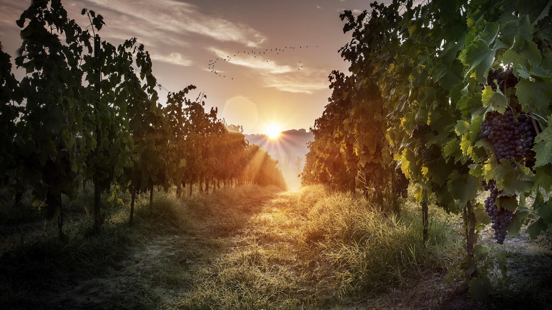 Vineyard Landscape Wallpapers - Top Free Vineyard Landscape Backgrounds ...