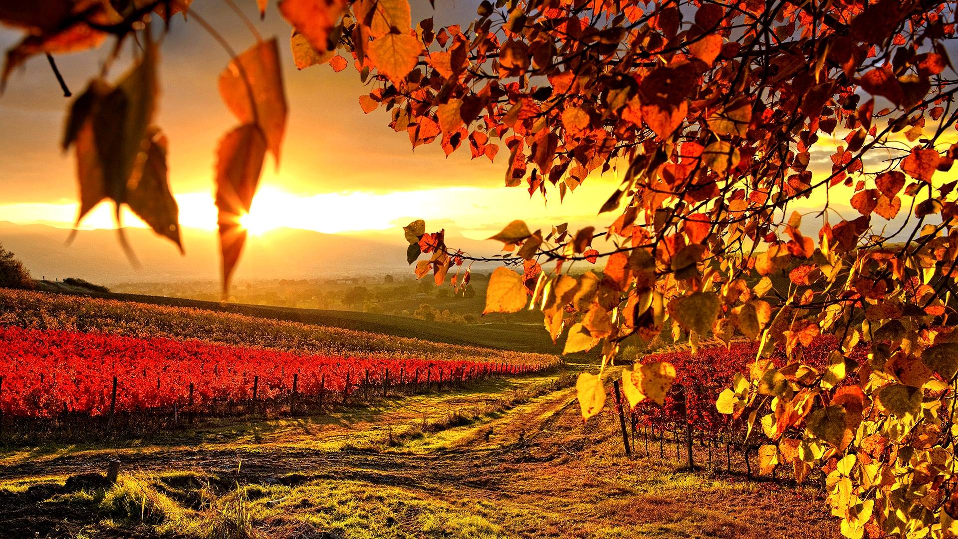 Vineyard Landscape Wallpapers - Top Free Vineyard Landscape Backgrounds ...
