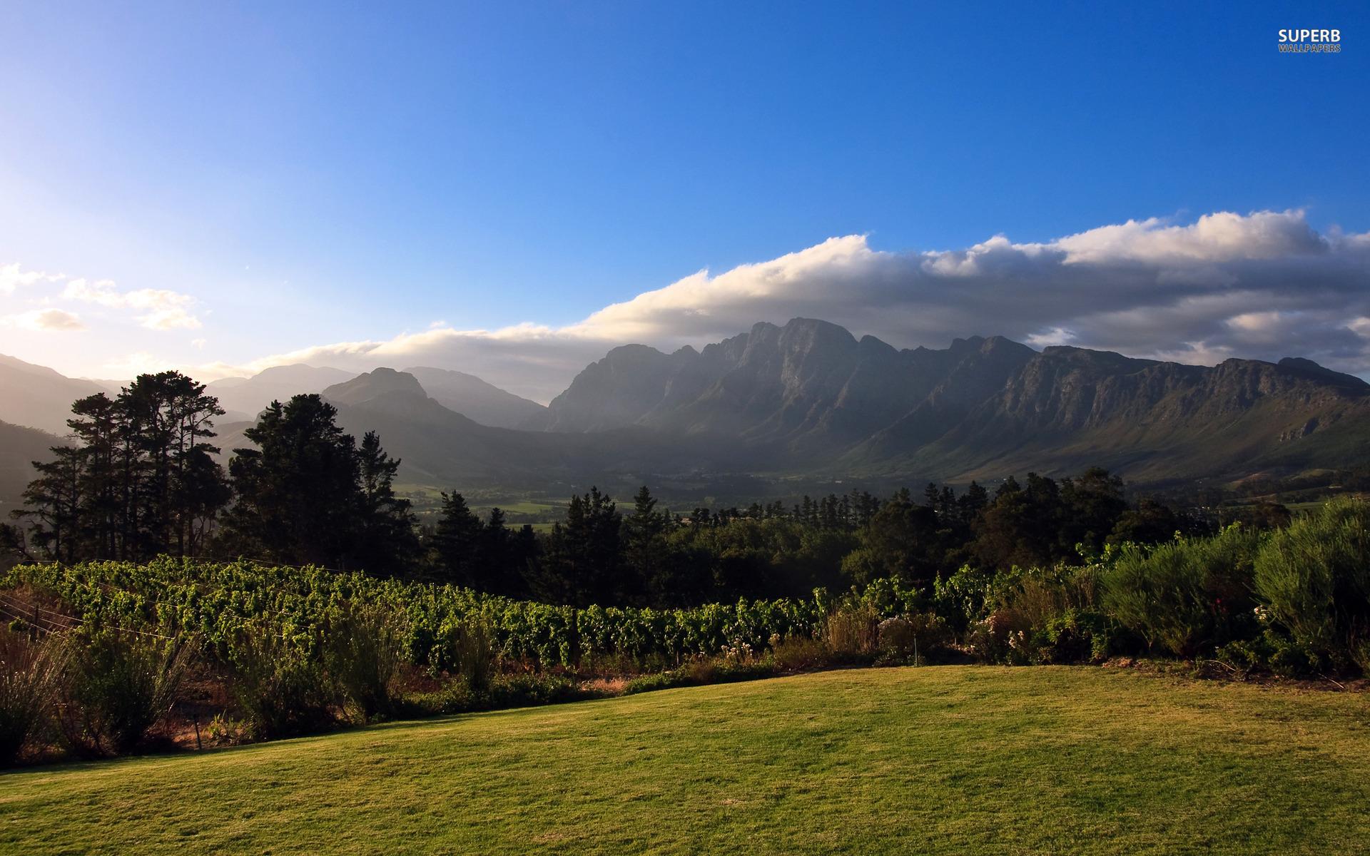 Vineyard Landscape Wallpapers - Top Free Vineyard Landscape Backgrounds ...