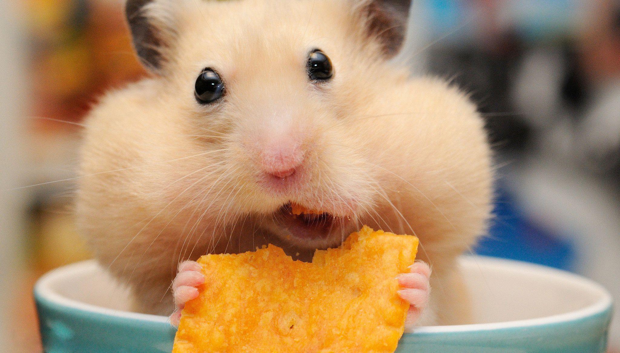 Cute Hamster Desktop Wallpapers - Top Free Cute Hamster Desktop ...