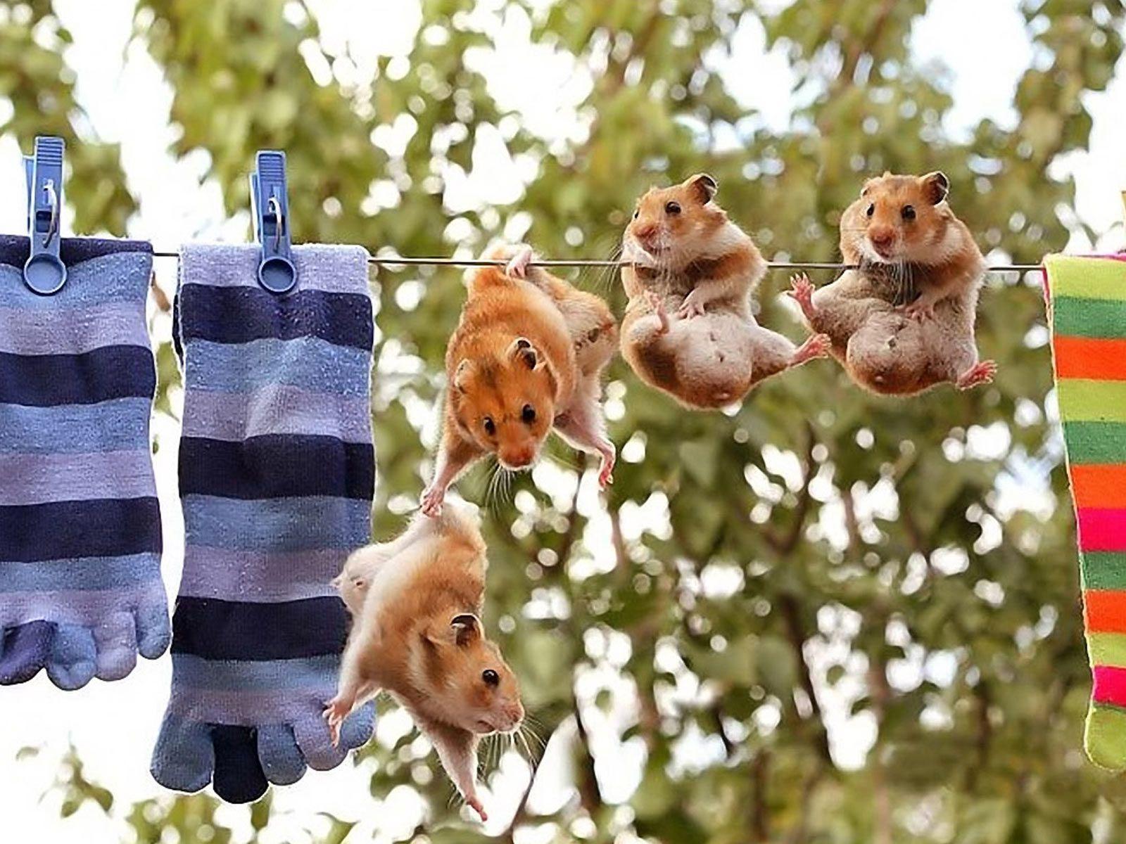 Cute Hamster Desktop Wallpapers - Top Free Cute Hamster Desktop ...
