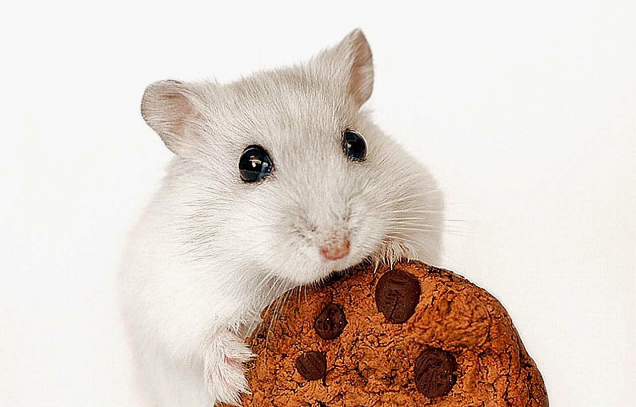Cute Hamster Desktop Wallpapers - Top Free Cute Hamster Desktop ...