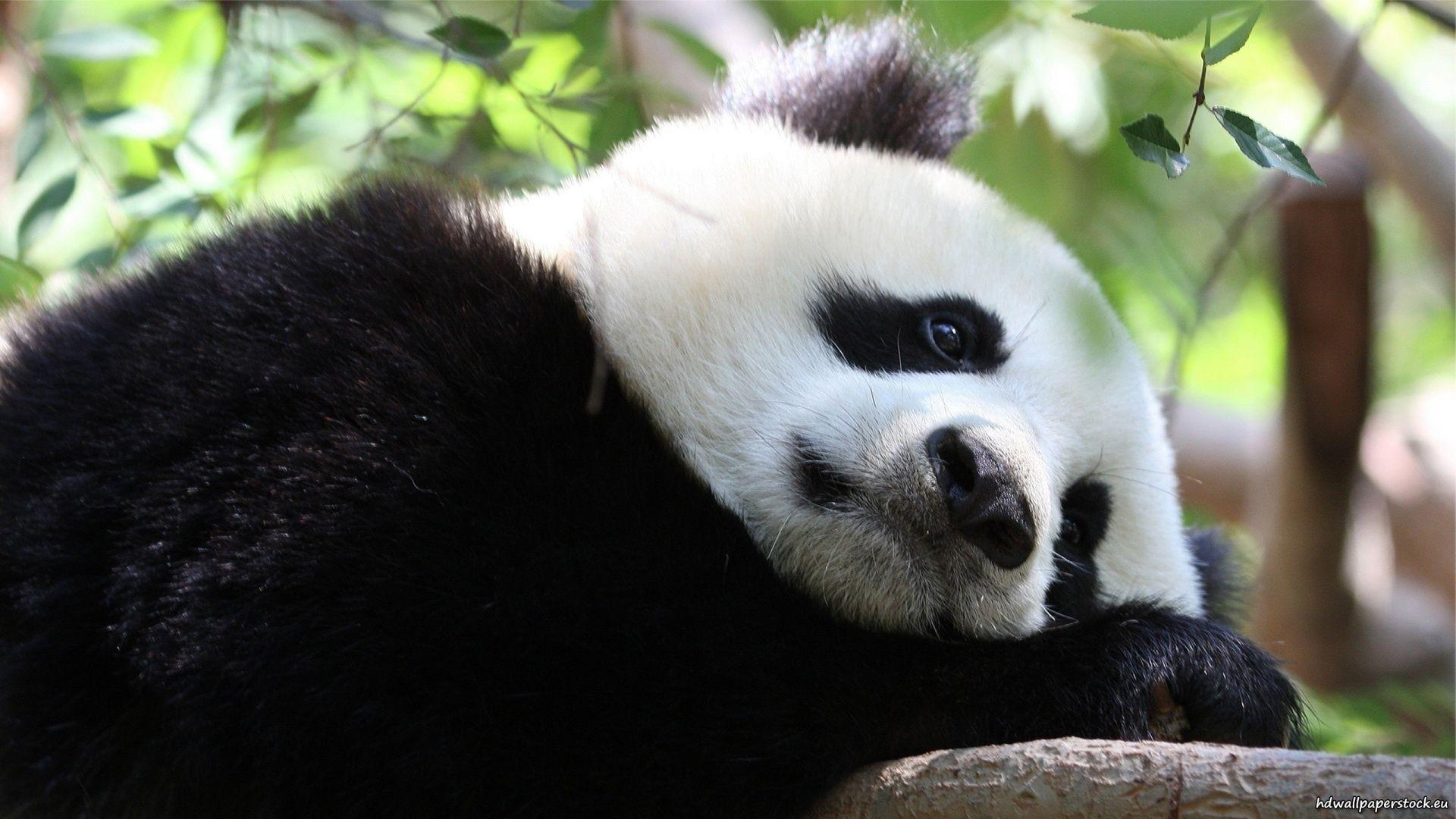 5K HD Panda Wallpapers - Top Free 5K HD Panda Backgrounds - WallpaperAccess