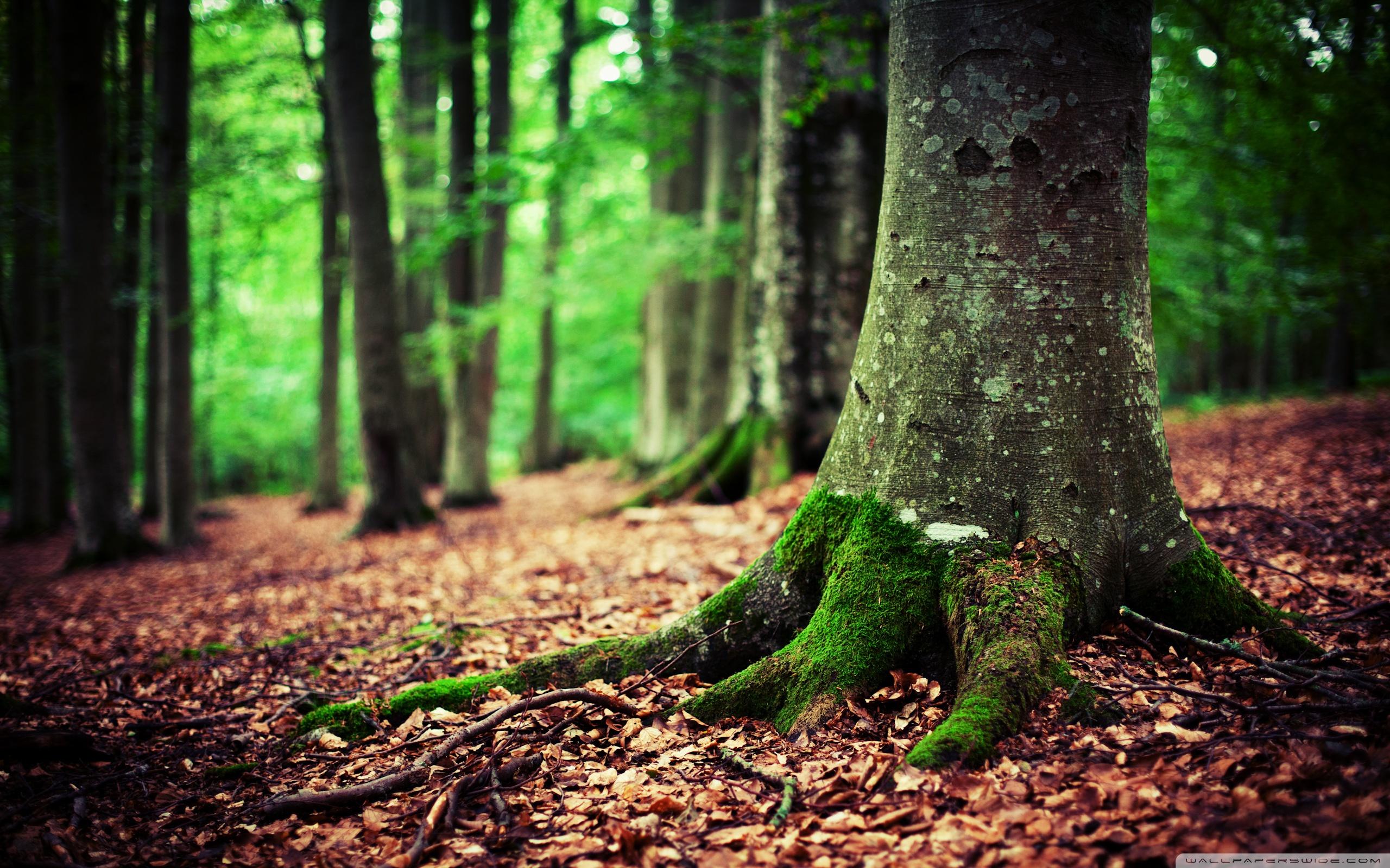 Woods Laptop Wallpapers - Top Free Woods Laptop Backgrounds ...
