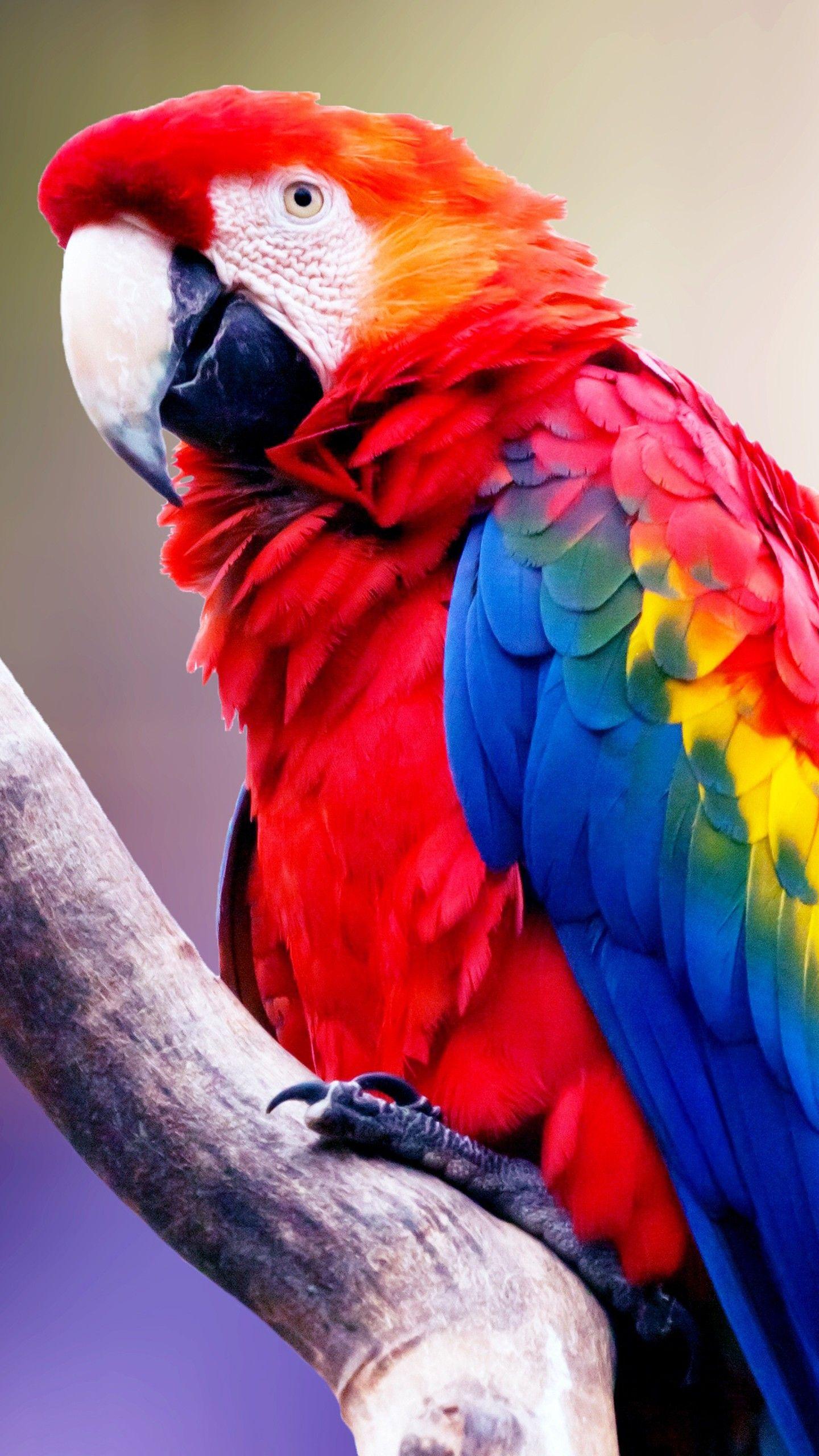 Parrot Phone Wallpapers - Top Free Parrot Phone Backgrounds ...