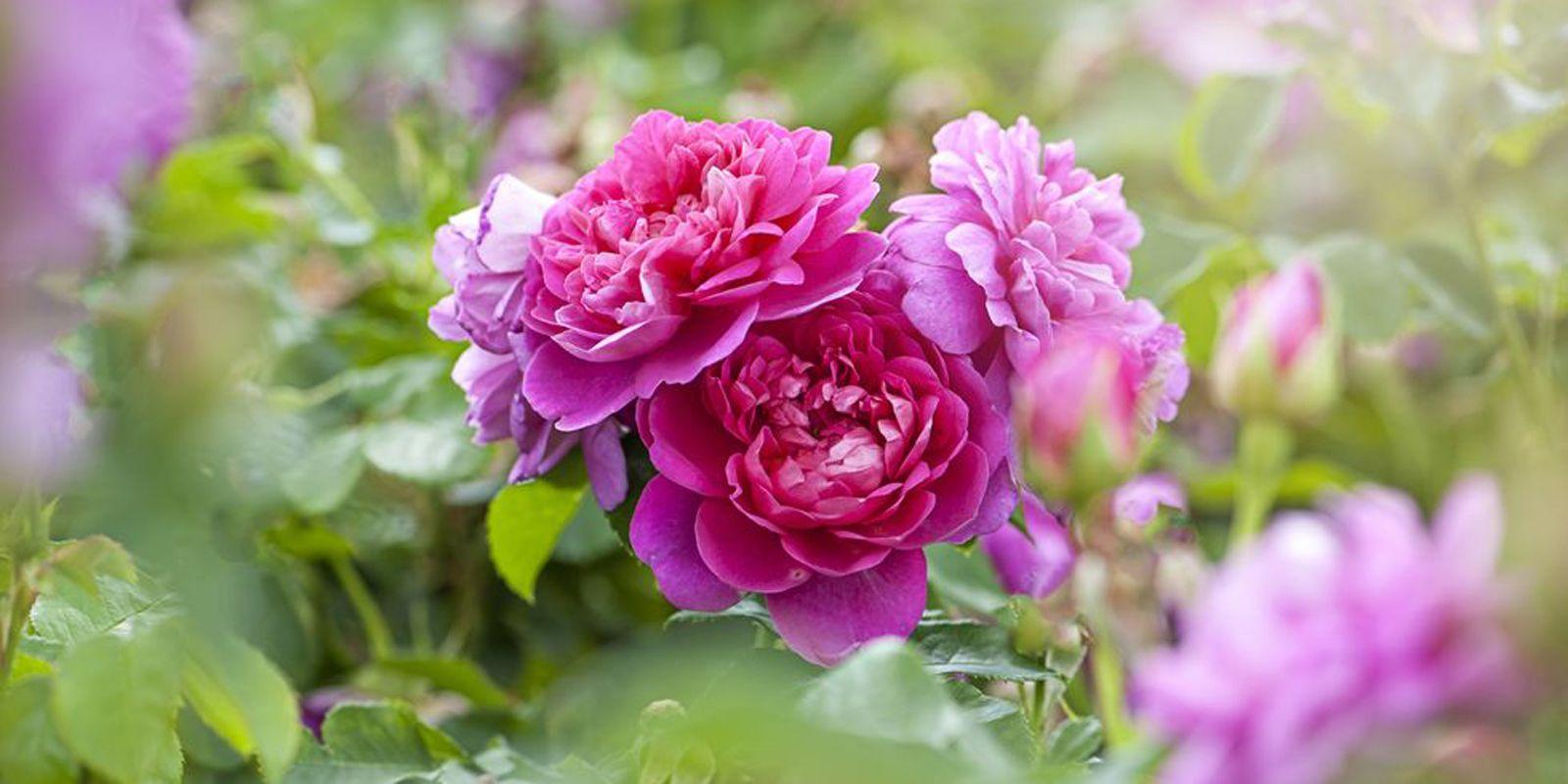 Scorpio Flower Wallpapers - Top Free Scorpio Flower Backgrounds ...