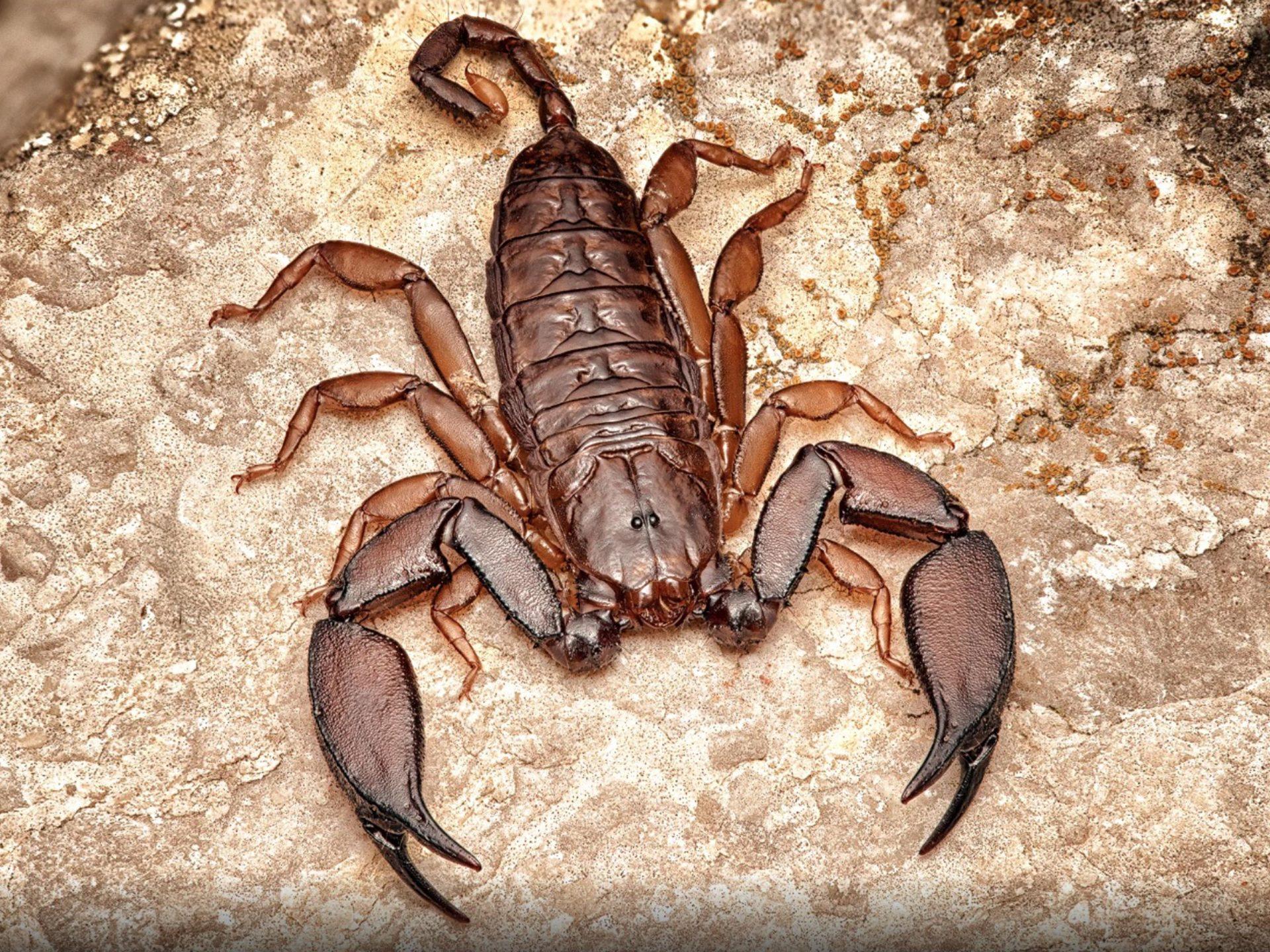 Scorpio Flower Wallpapers - Top Free Scorpio Flower Backgrounds ...