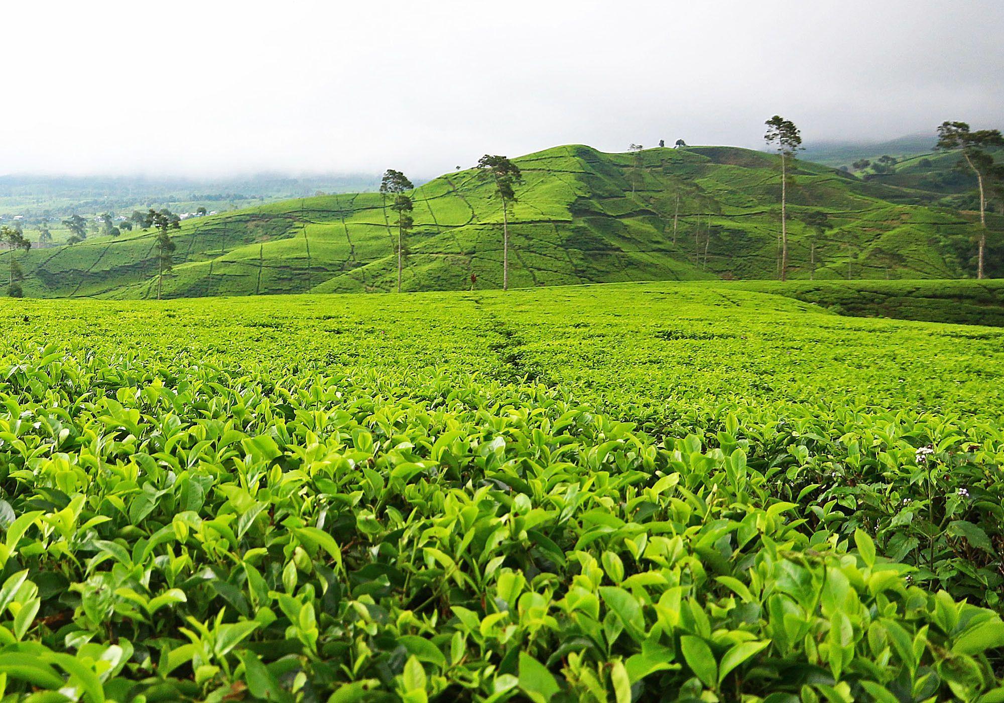 Tea Plantations Wallpapers - Top Free Tea Plantations Backgrounds ...