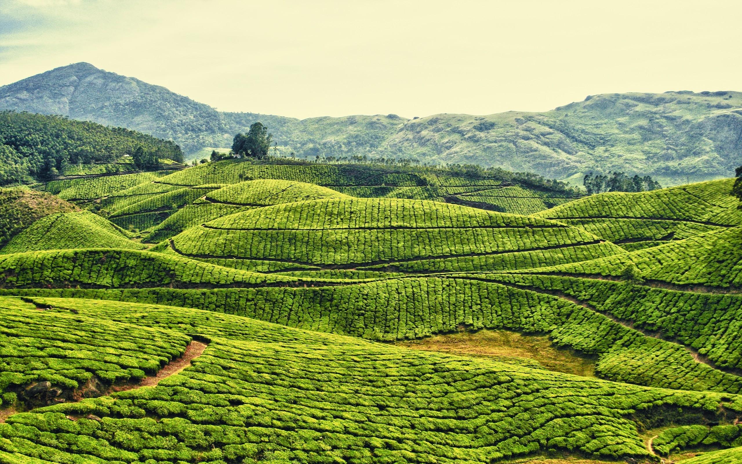 Tea Plantations Wallpapers - Top Free Tea Plantations Backgrounds ...