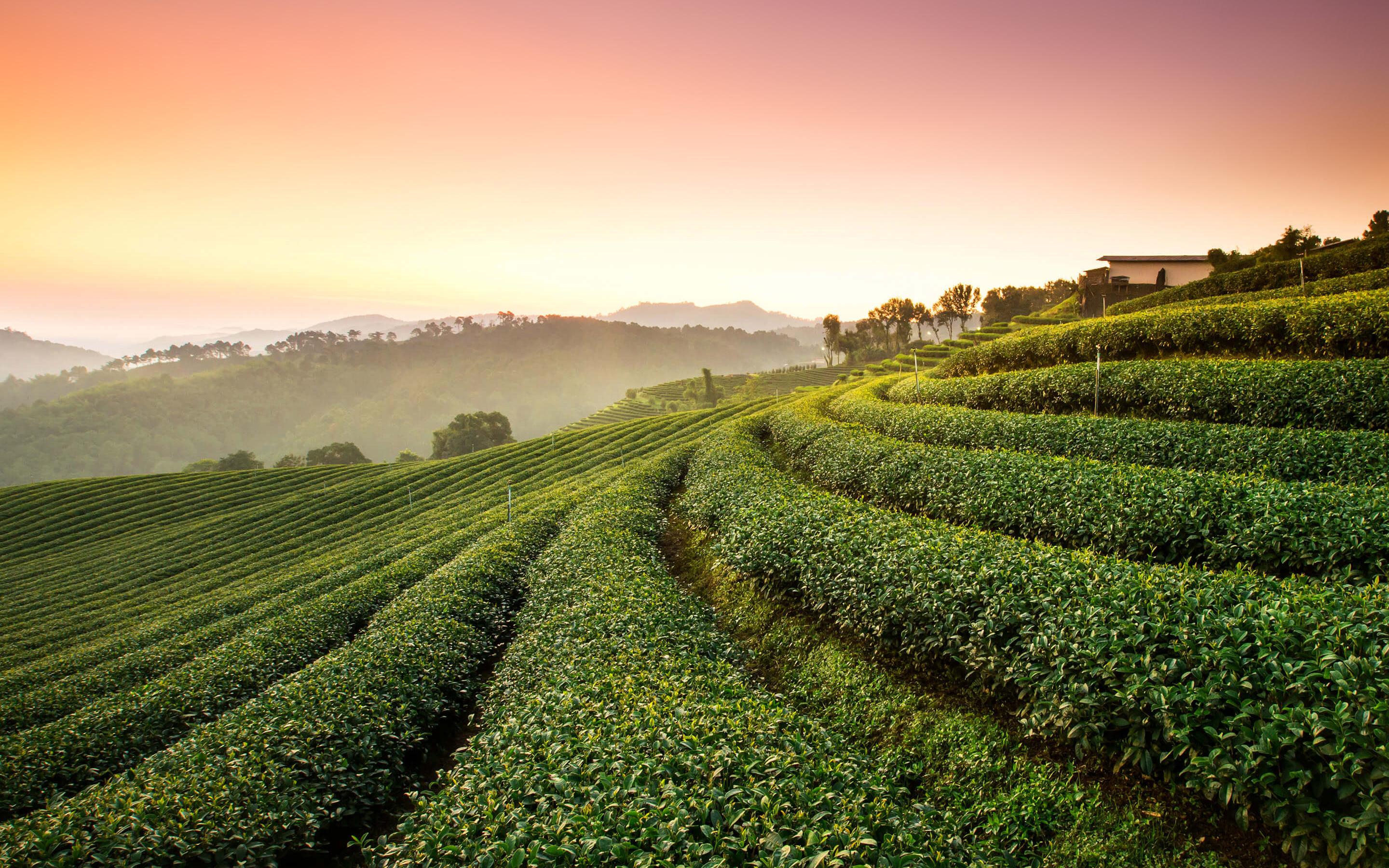 Tea Plantations Wallpapers - Top Free Tea Plantations Backgrounds ...