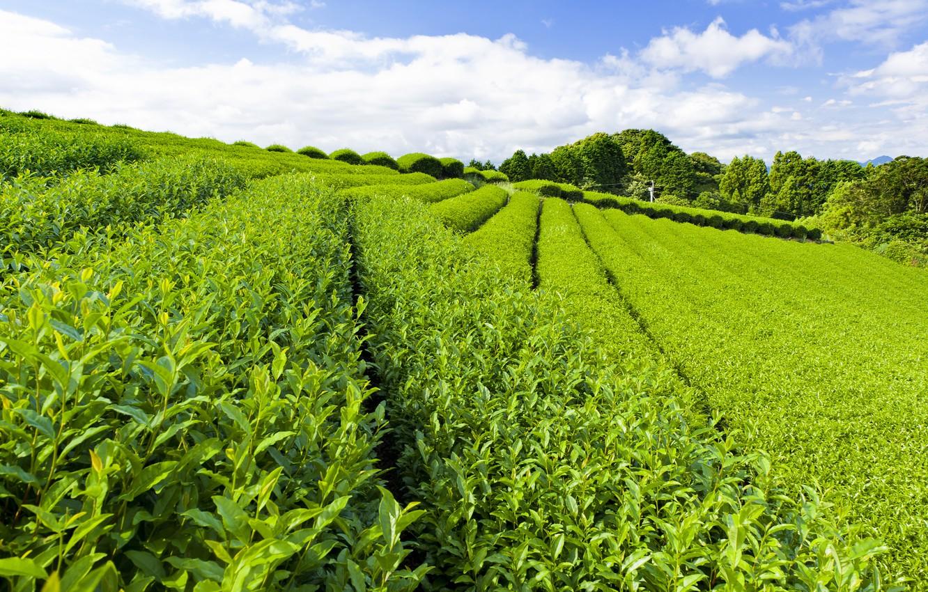 Tea Plantations Wallpapers - Top Free Tea Plantations Backgrounds ...